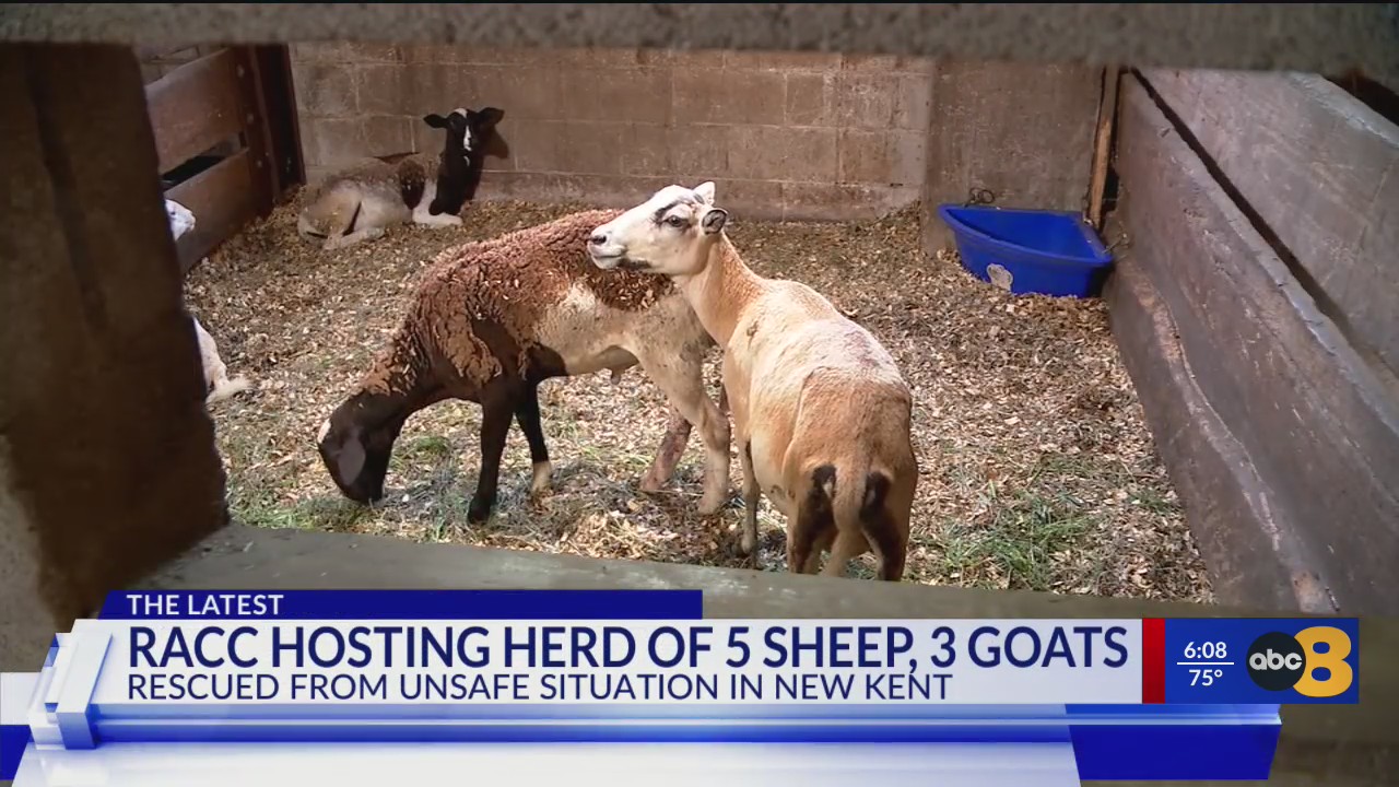 Have you ‘herd?’ Richmond Animal Care and Control looking for sheep, goat adopter – WRIC ABC 8News