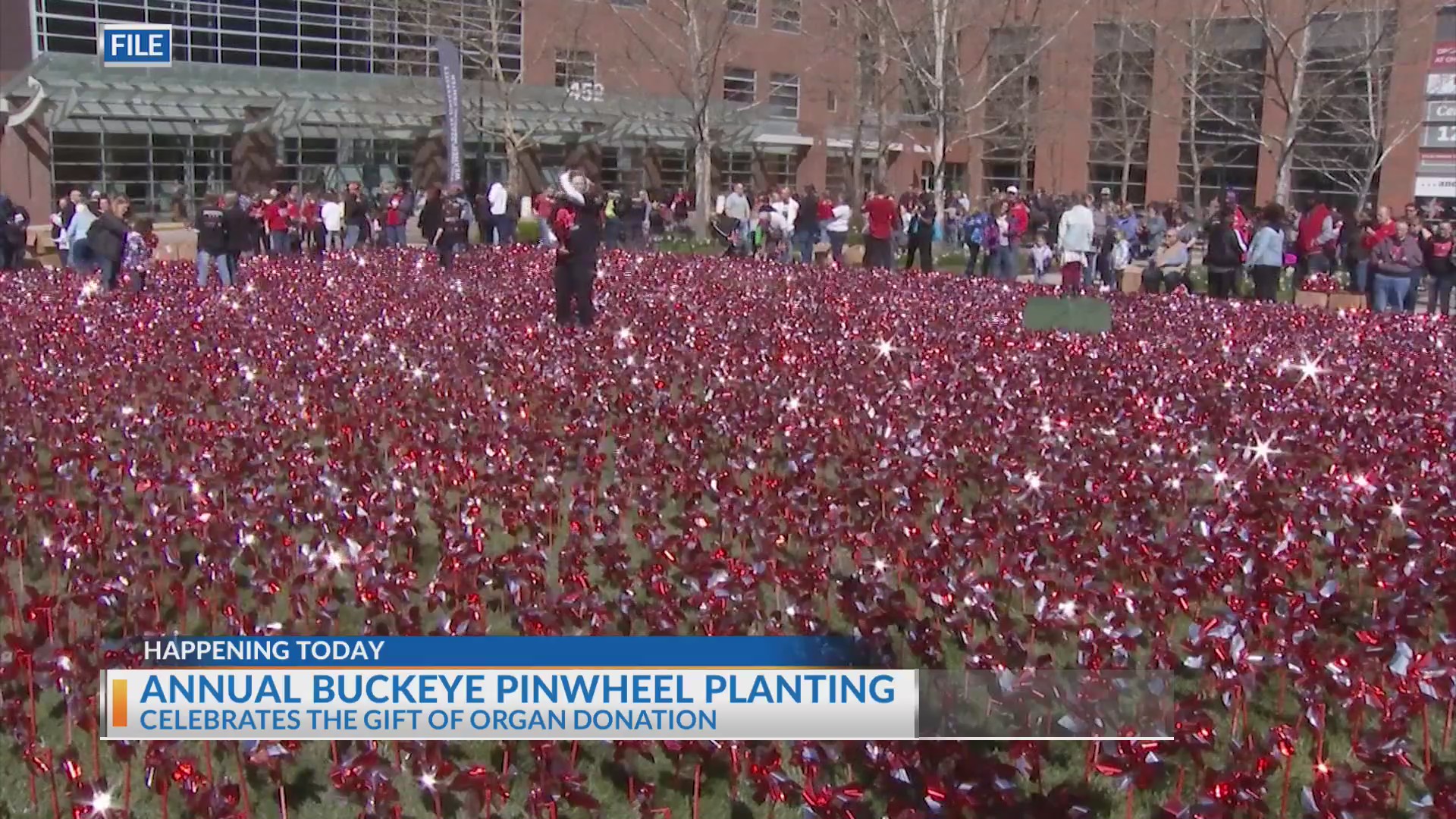 Buckeye pinwheel planting celebrates organ donation – NBC4 WCMH-TV