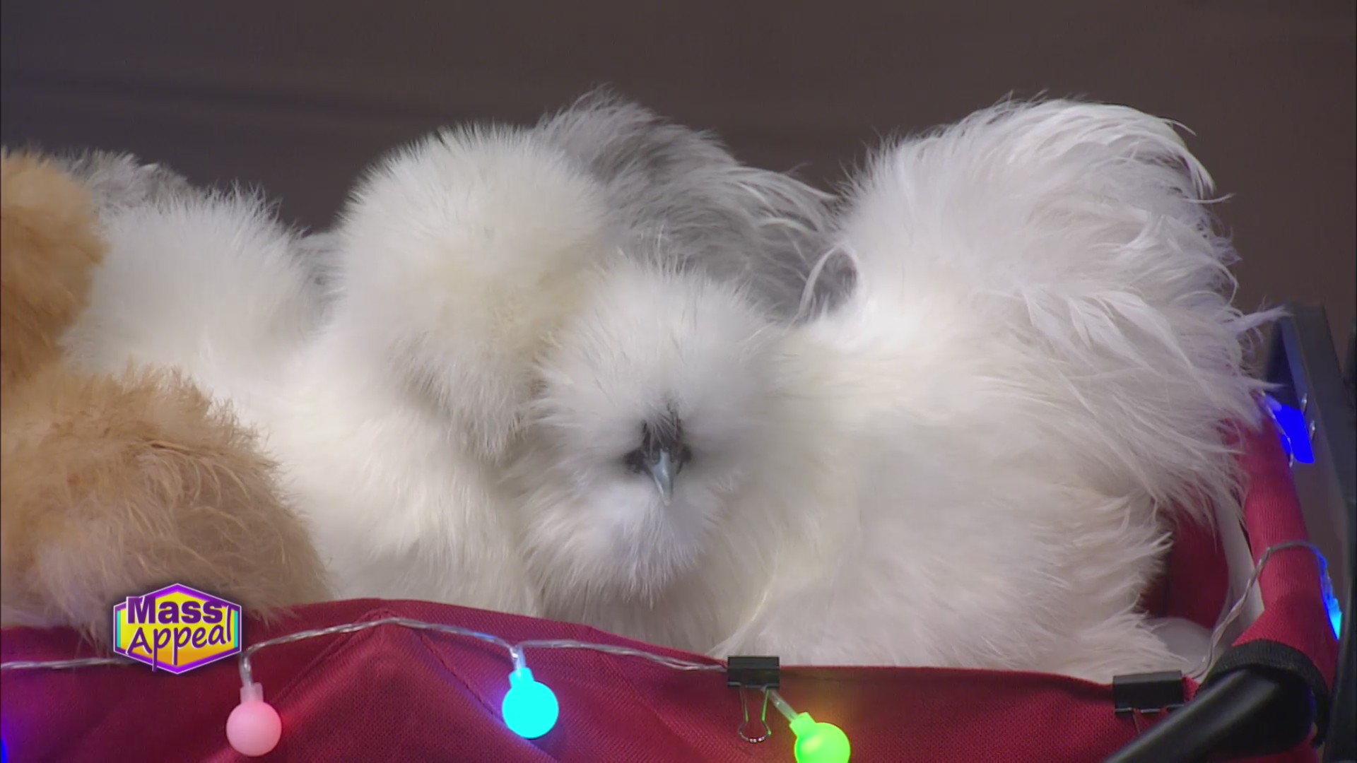 Mass Appeal Northeastern Poultry Congress showcases beautiful birds – WWLP