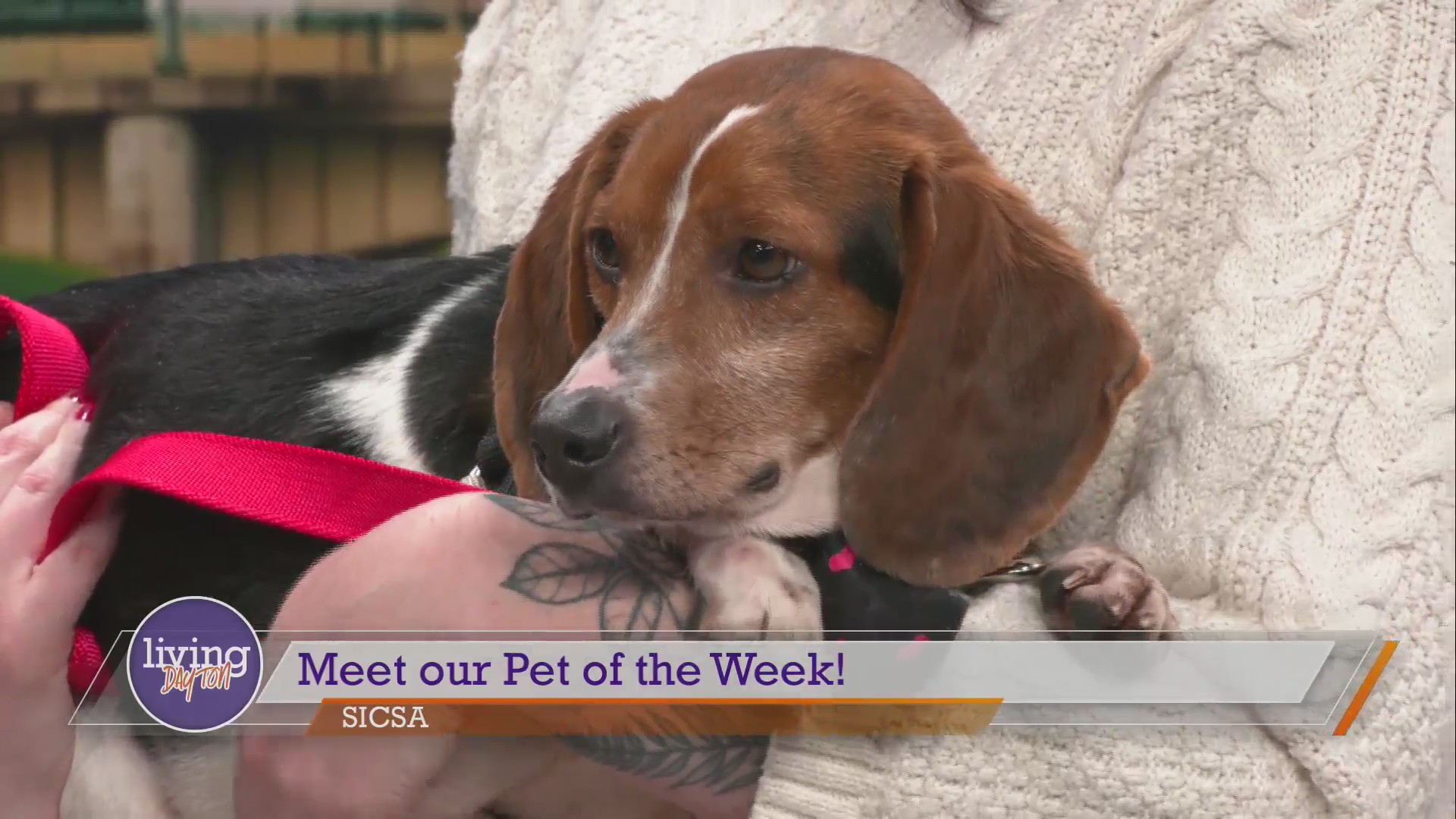 Meet our Pet of the Week! – WDTN.com