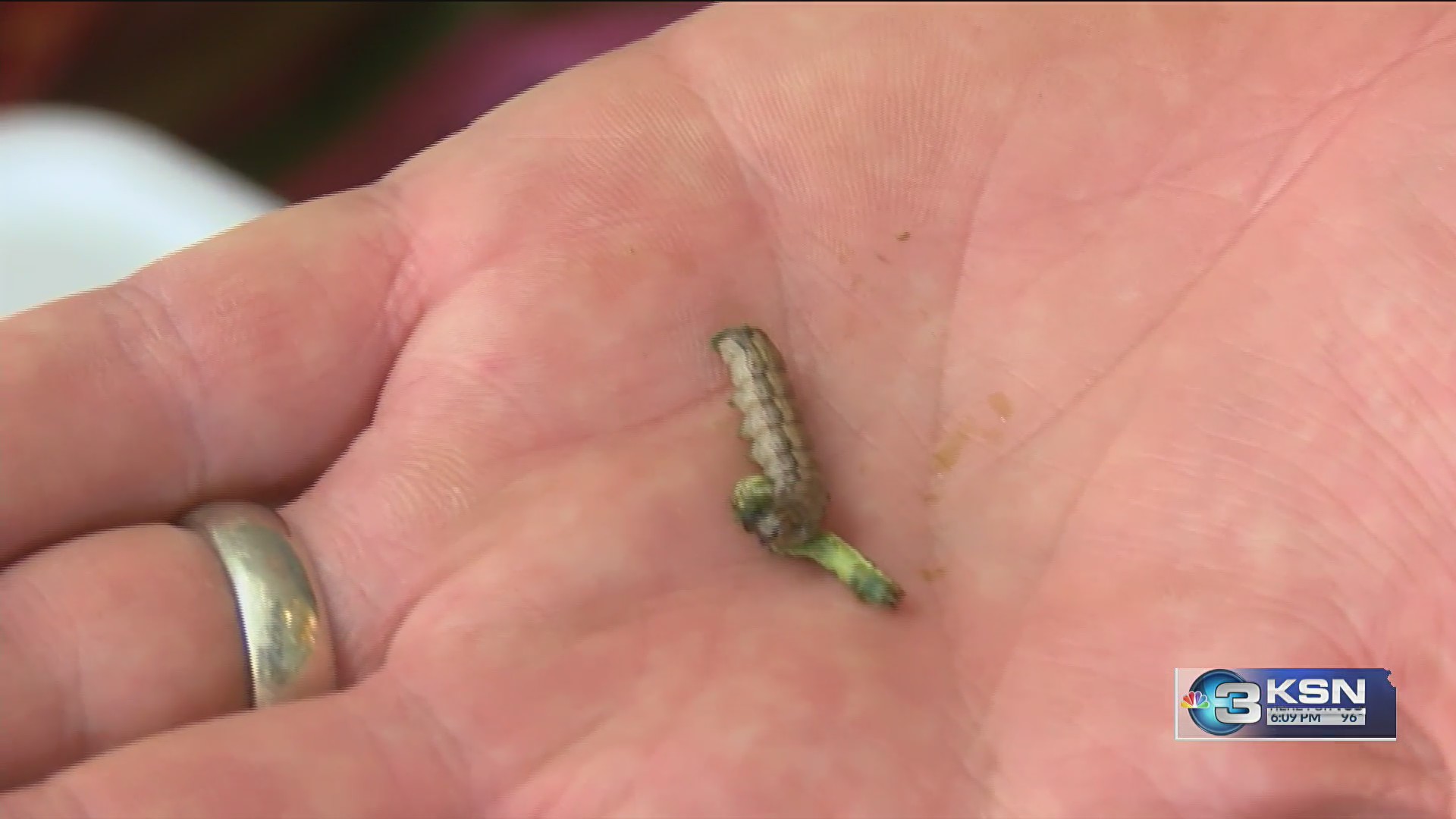 Armyworms invade Kansas lawns, causing damage – KSN-TV