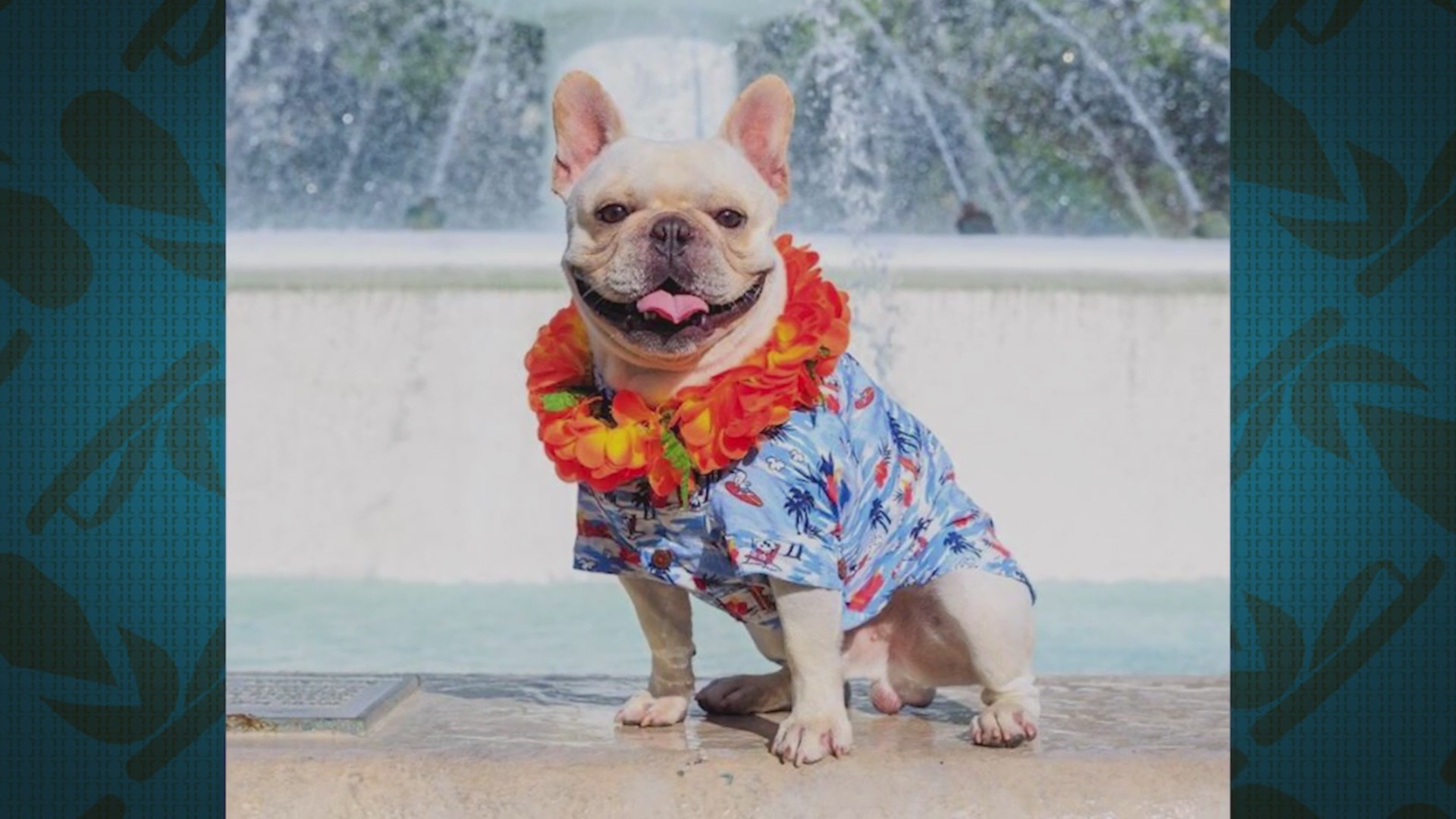 Building a Thriving Pet Care Community with the Finley Fort Foundation ...