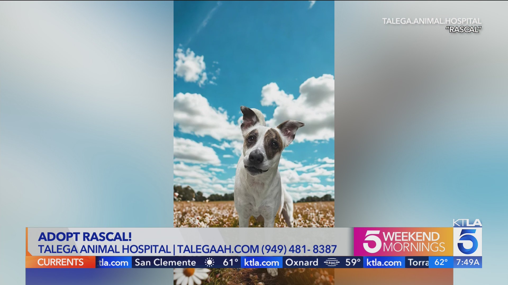 Kacey’s Cause 4 Paws: Adopt Rascal! – KTLA
