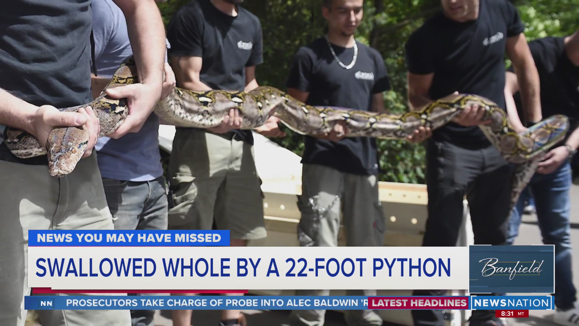 Woman swallowed whole by 22-foot python | Banfield – NewsNation