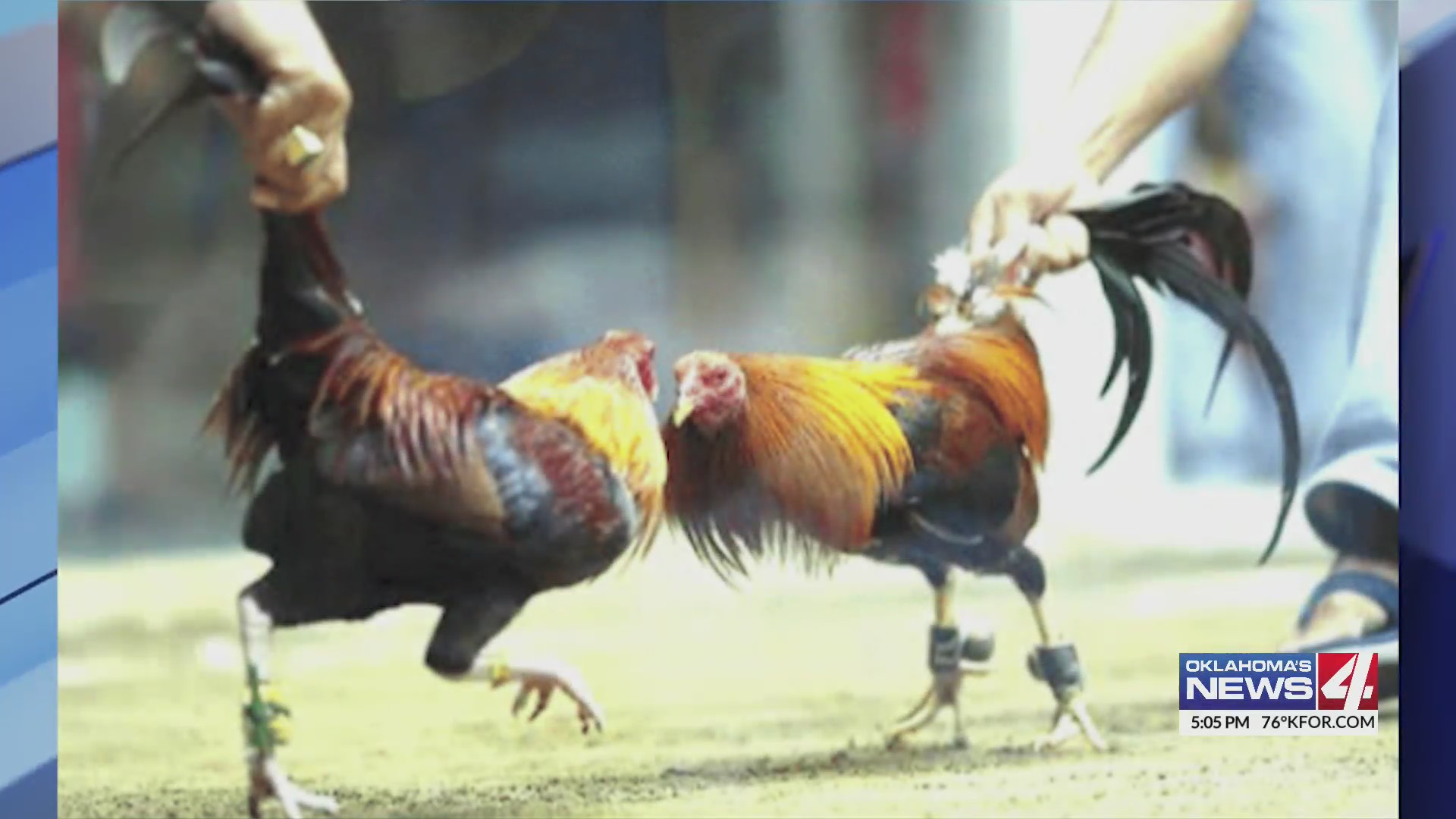 Bills decriminalizing cockfighting fail at State Capitol – KFOR.com ...