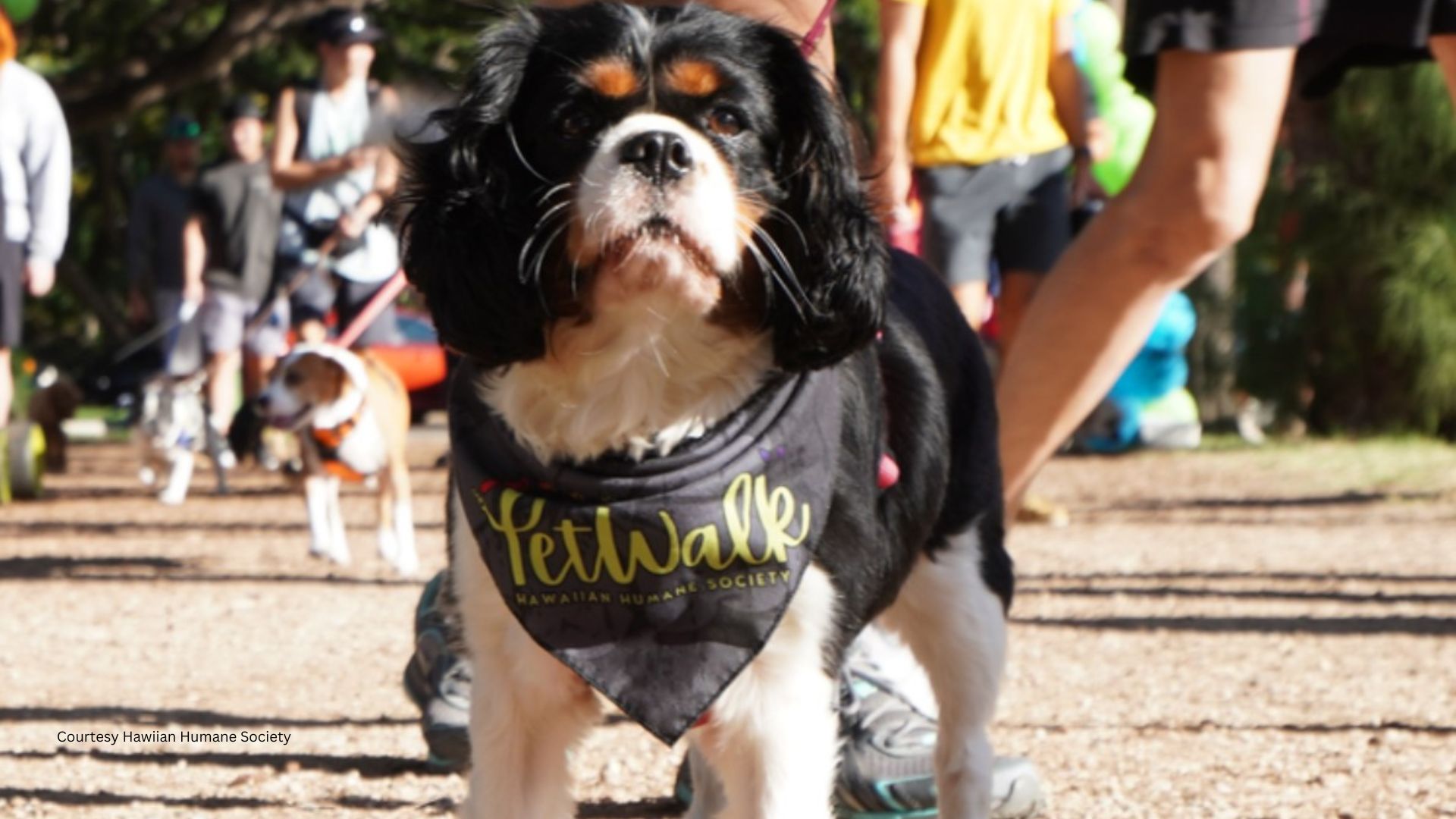 Poi dogs: Hawaiʻi’s beloved mixed breeds – KHON2