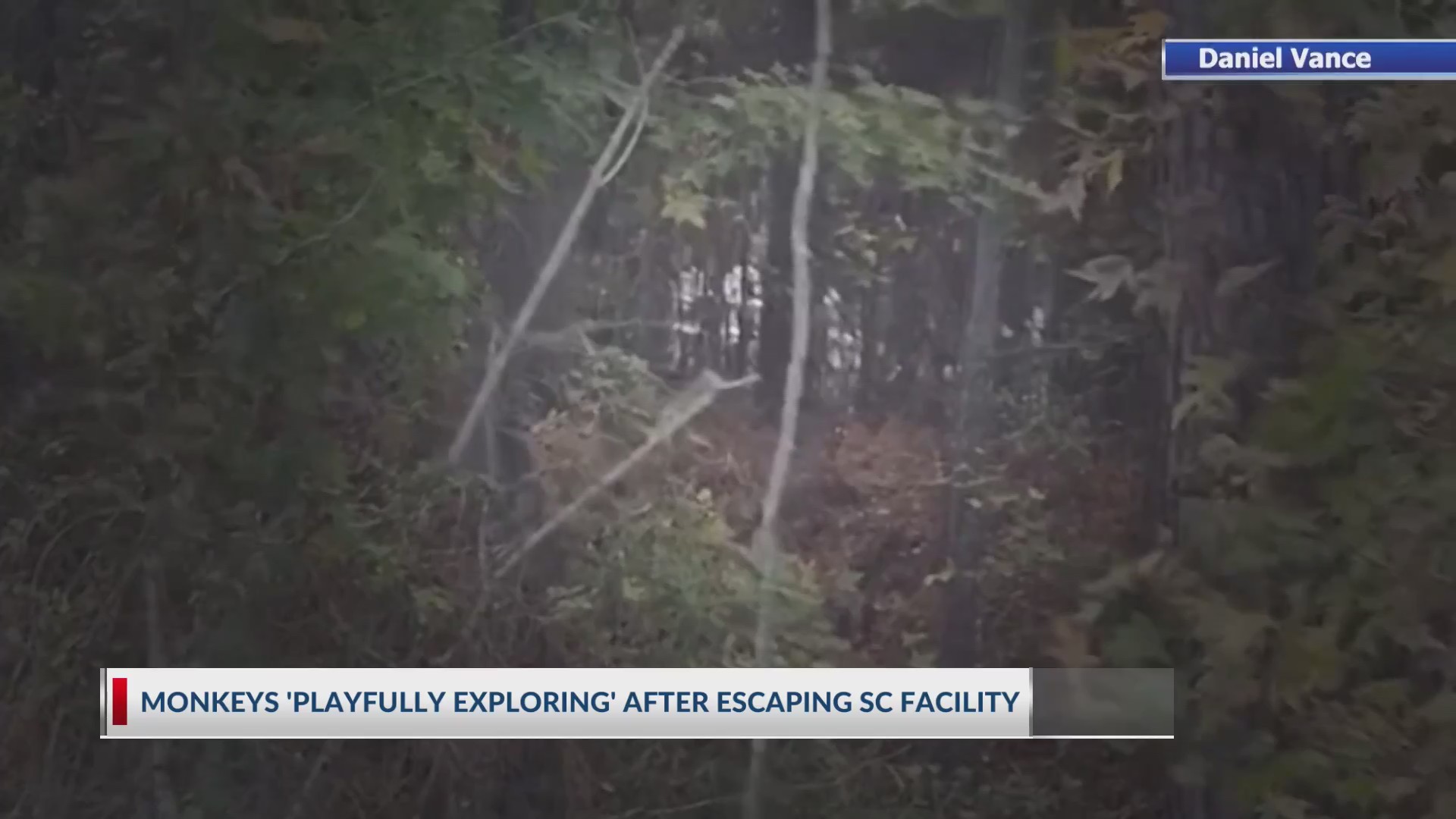 Monkeys ‘playfully exploring’ after escaping South Carolina facility ...