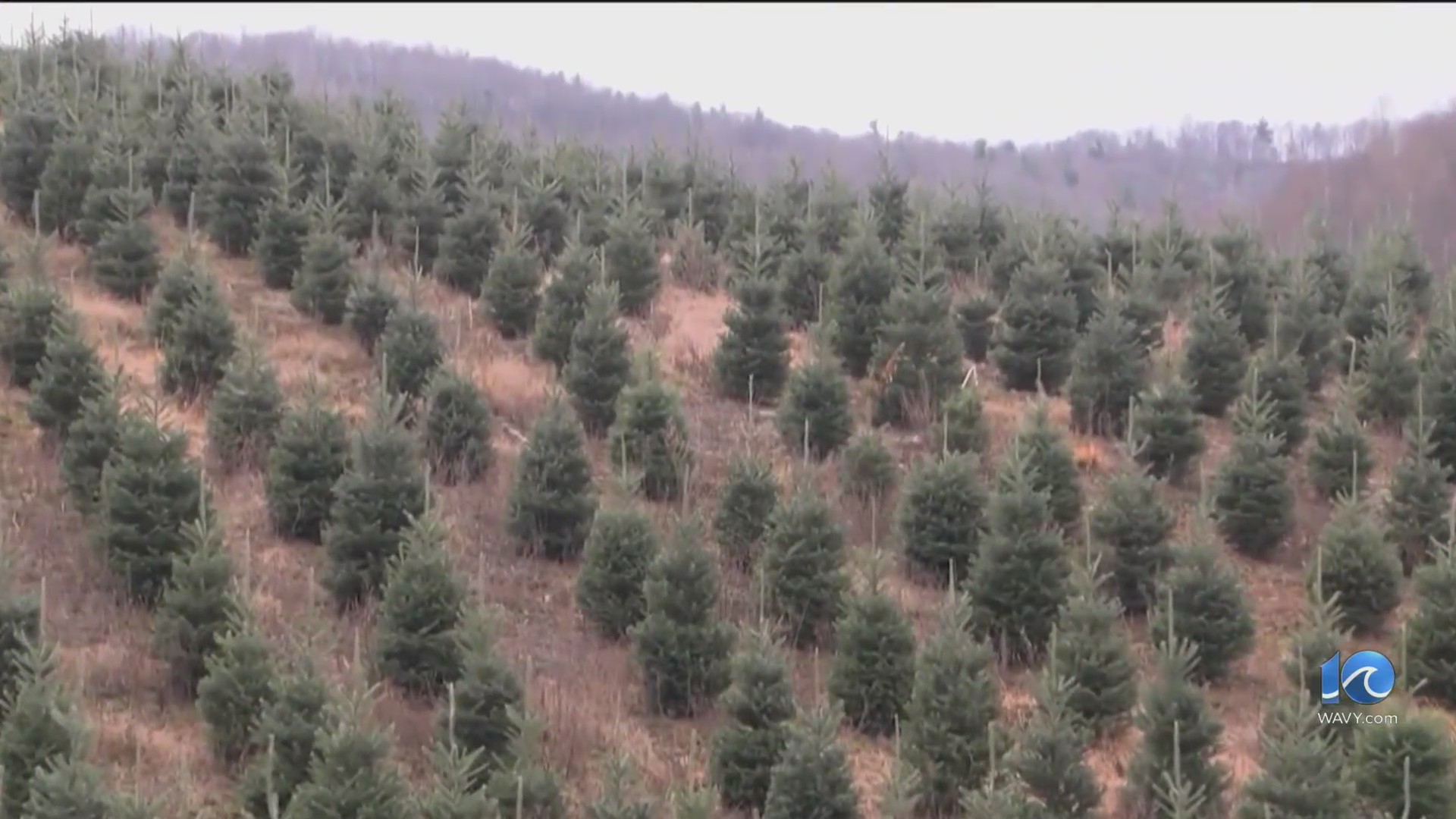 Va. vendors say they’ll still get NC Christmas trees – WAVY.com