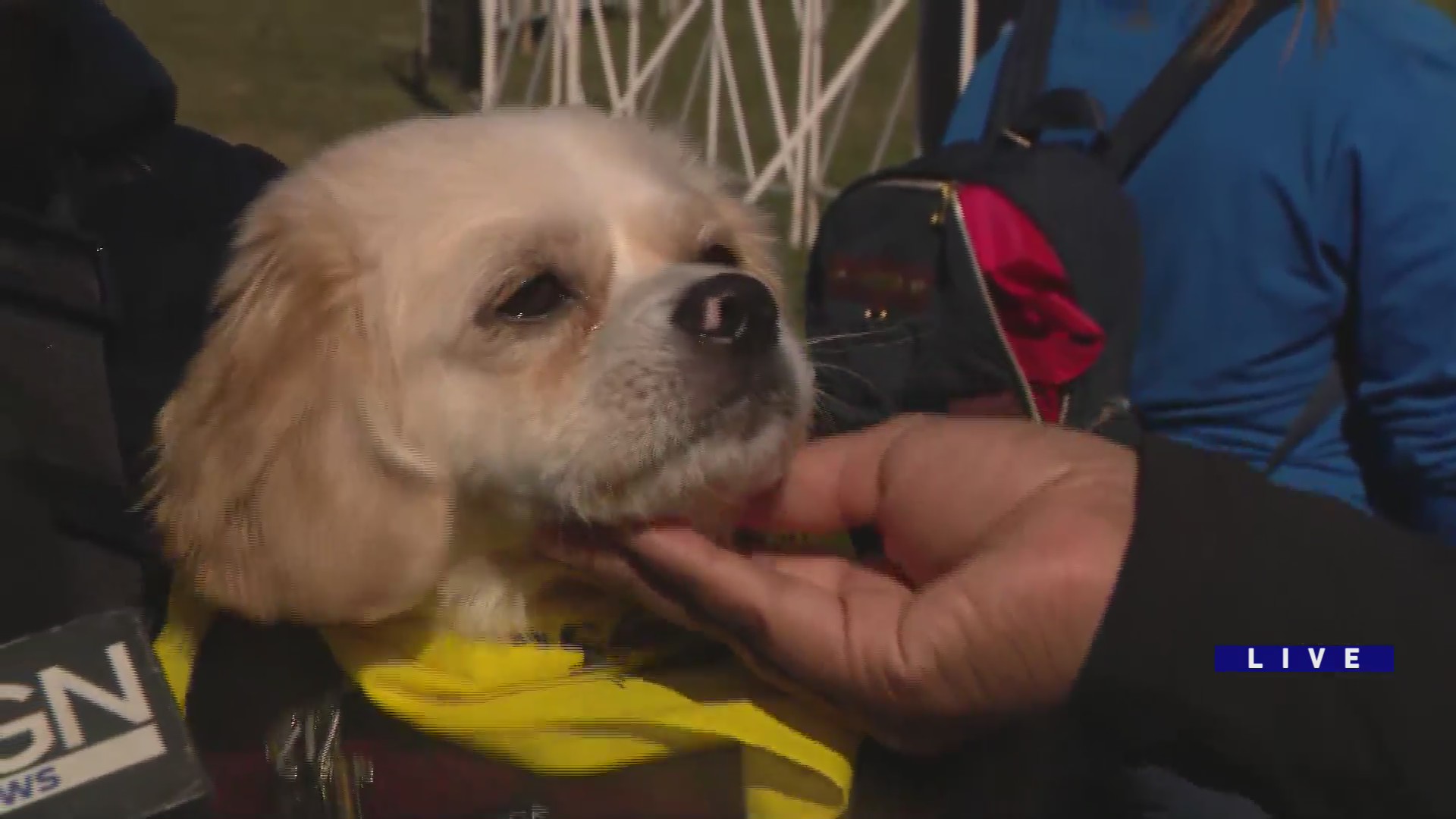 Weekend Break: PAWS Chicago 5k – WGN-TV