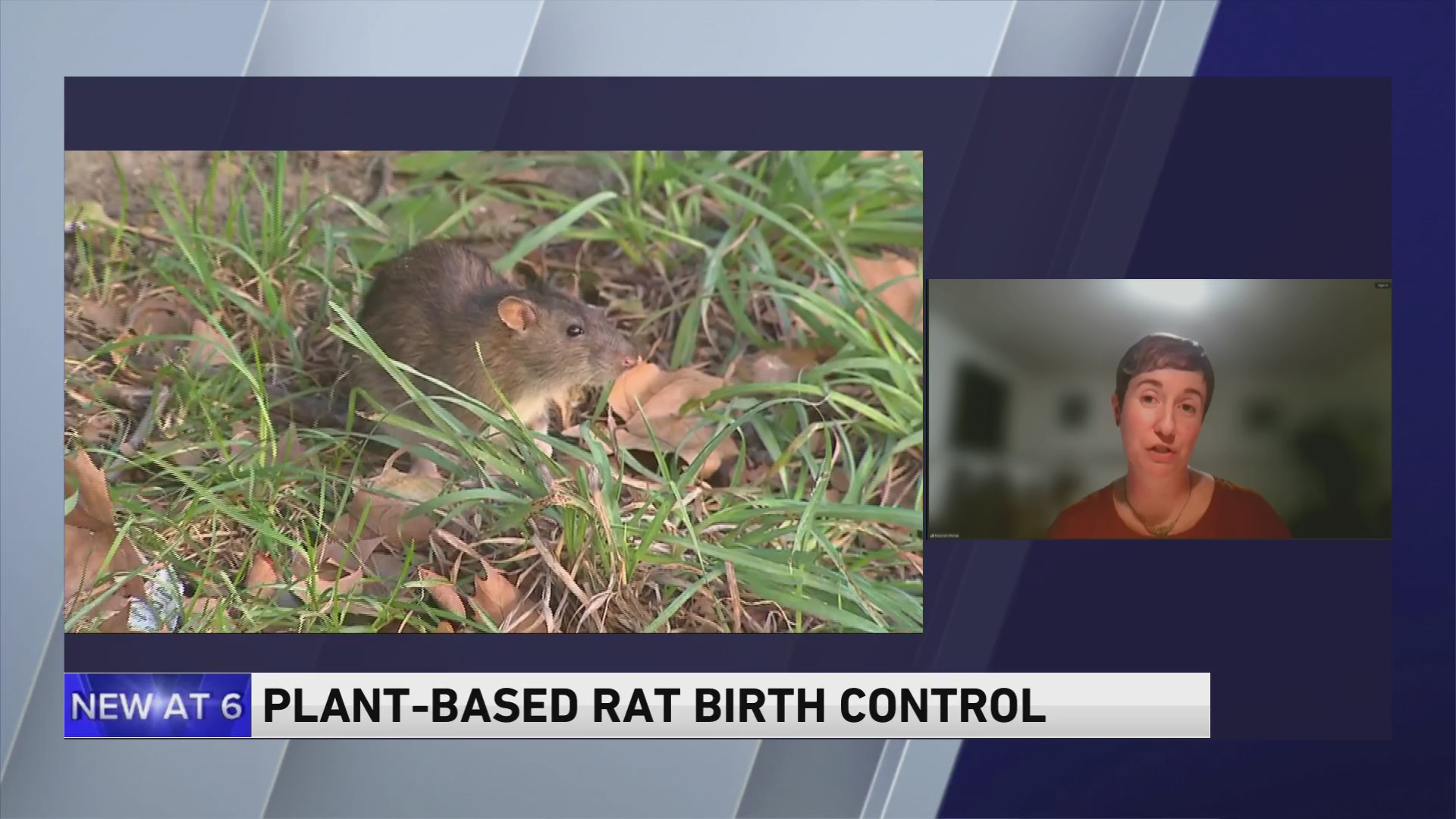 Chicago study explores rat contraception as safer alternative to poison ...
