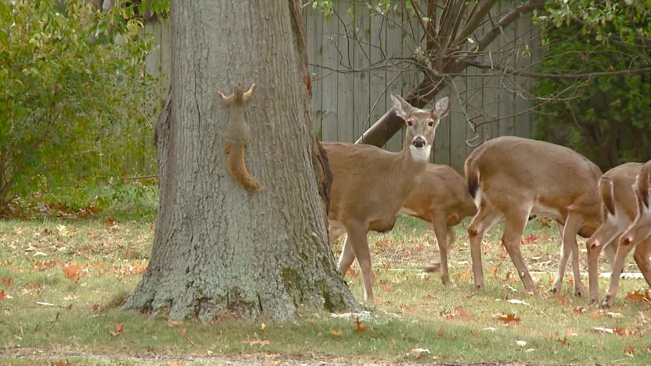 Shaker Heights plans to control deer population through sterilization ...