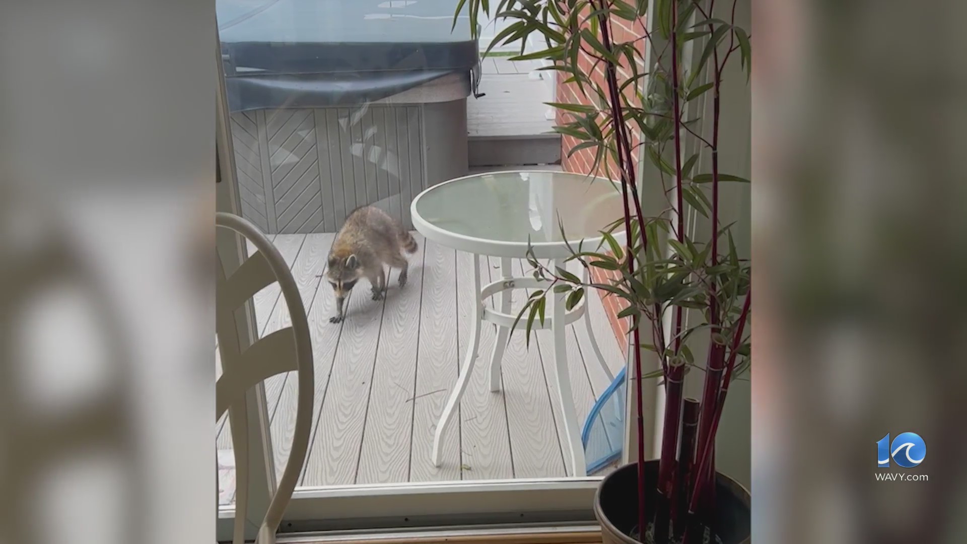 Dead raccoons turning up in VB neighborhoods – WAVY.com