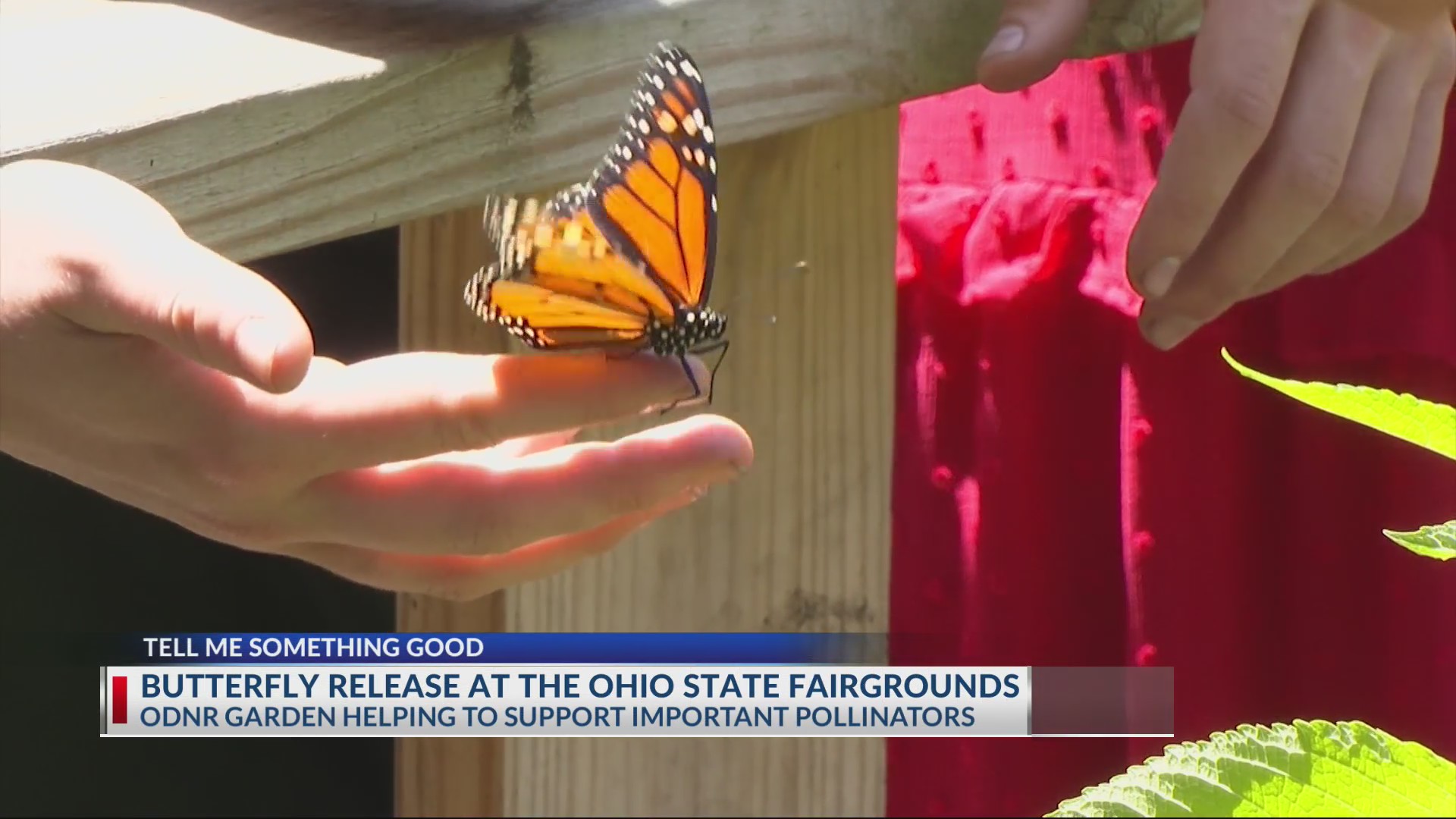 Butterflies released at Ohio State Fairgrounds garden – NBC4 WCMH-TV