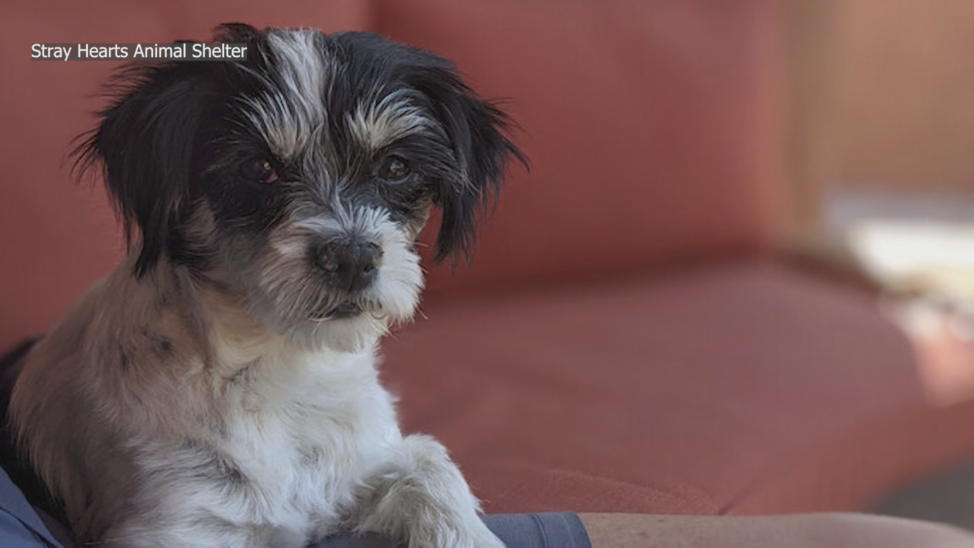 Taos animal shelter closes indefinitely, amid funding and operational ...