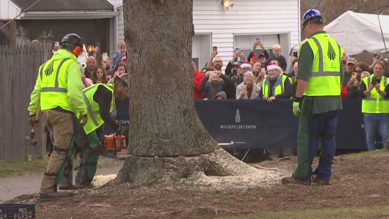 New York’s Rockefeller Center Christmas tree cut down in Massachusetts ...