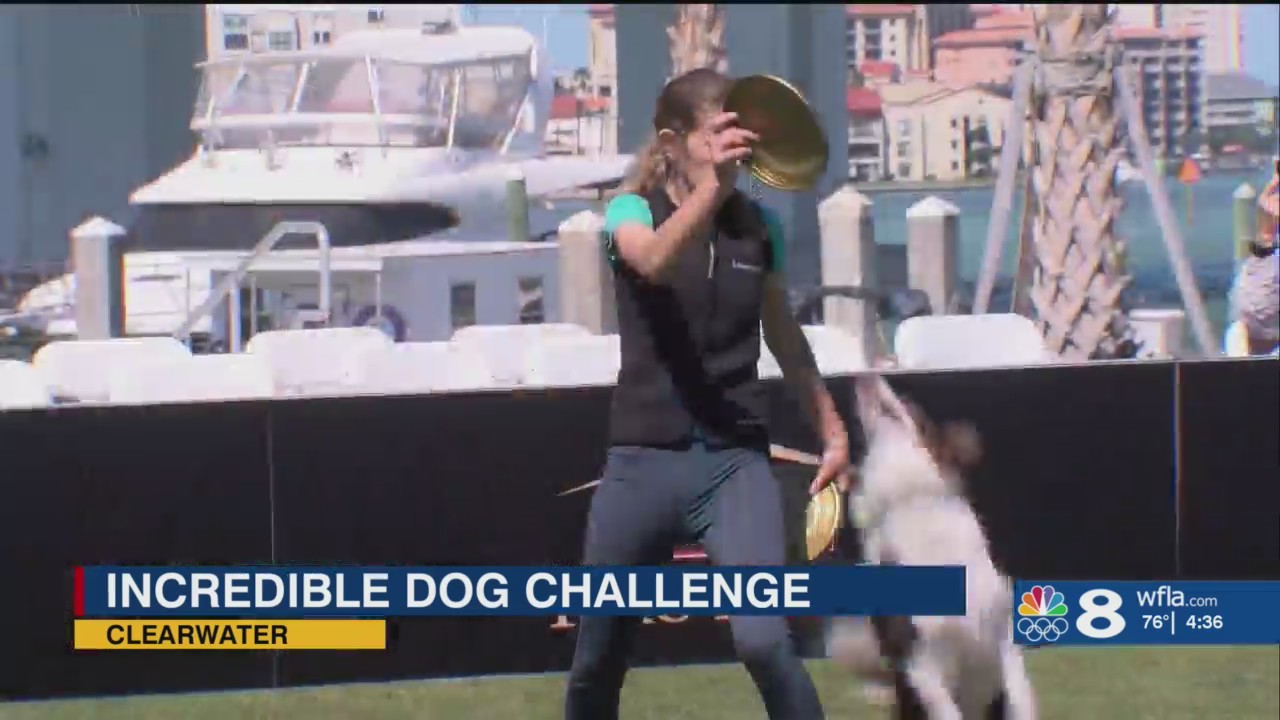 Watch talented canines compete in the Purina Pro Plan Incredible Dog ...