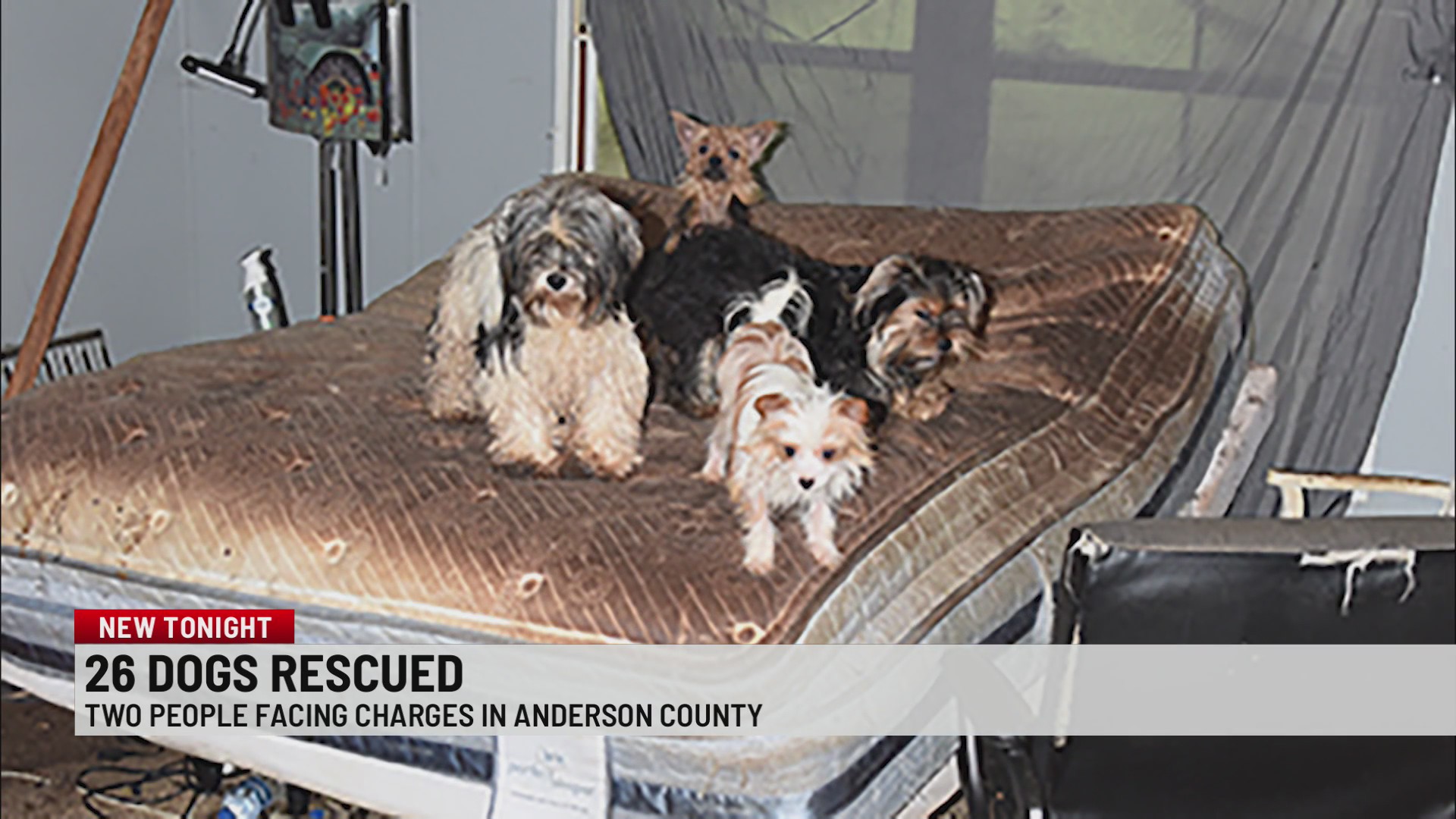Over 20 dogs ‘living in filth,’ 2 arrested in Anderson Co. – WSPA 7NEWS