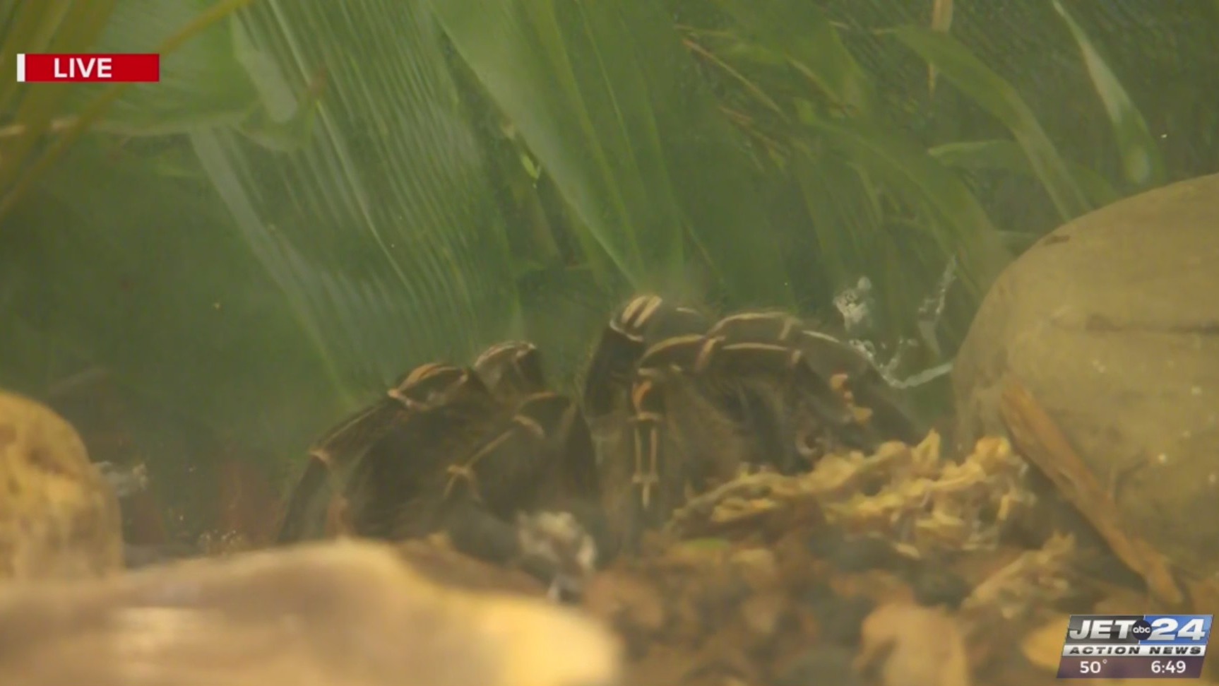 Wild Stuff: Costa Rican Striped-knee tarantula – WJET/WFXP/YourErie.com