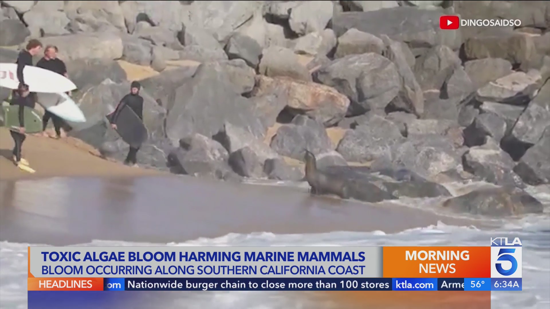 Worst algae bloom in years leaves thousands of marine mammals sick ...