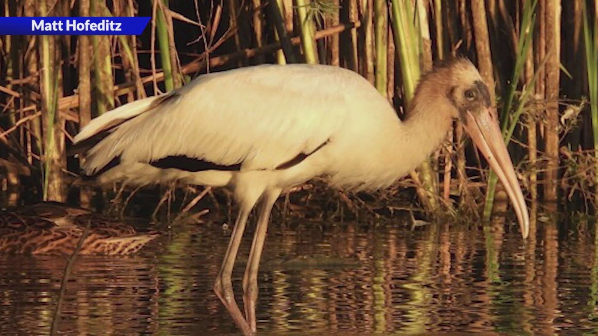 ‘As rare as it gets’: Tropical bird spotted near Denver marks 1st ...