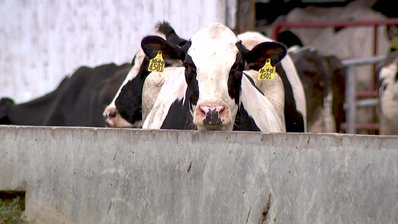 Hundreds of cows transported after Ashtabula County dairy farm fire ...