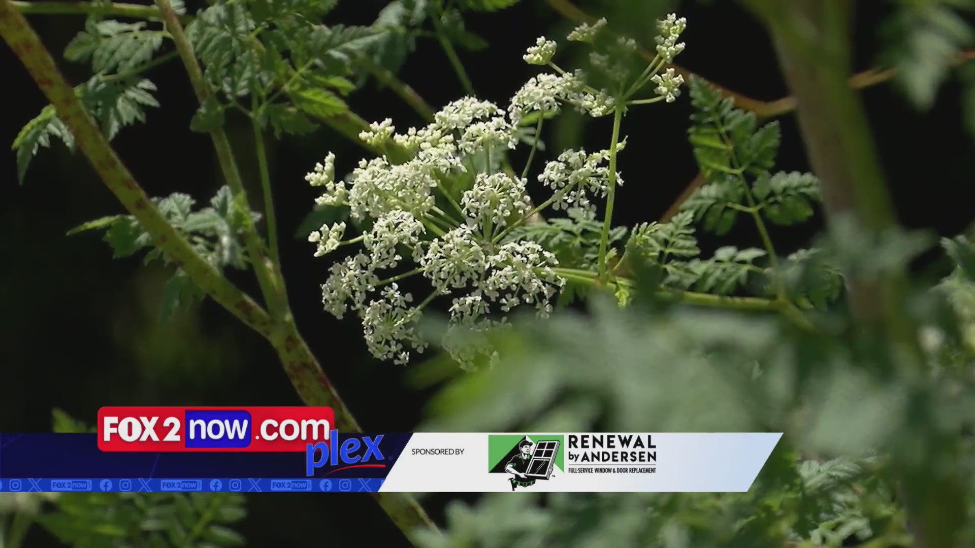 Highly poisonous plant spreading throughout US: How to recognize and ...