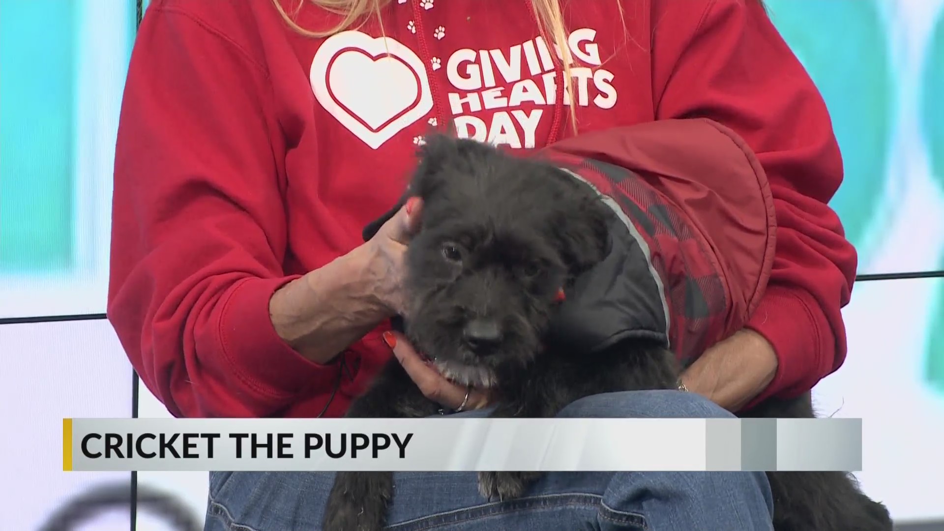 FURRY FRIDAY: Meet Cricket the puppy – KX NEWS