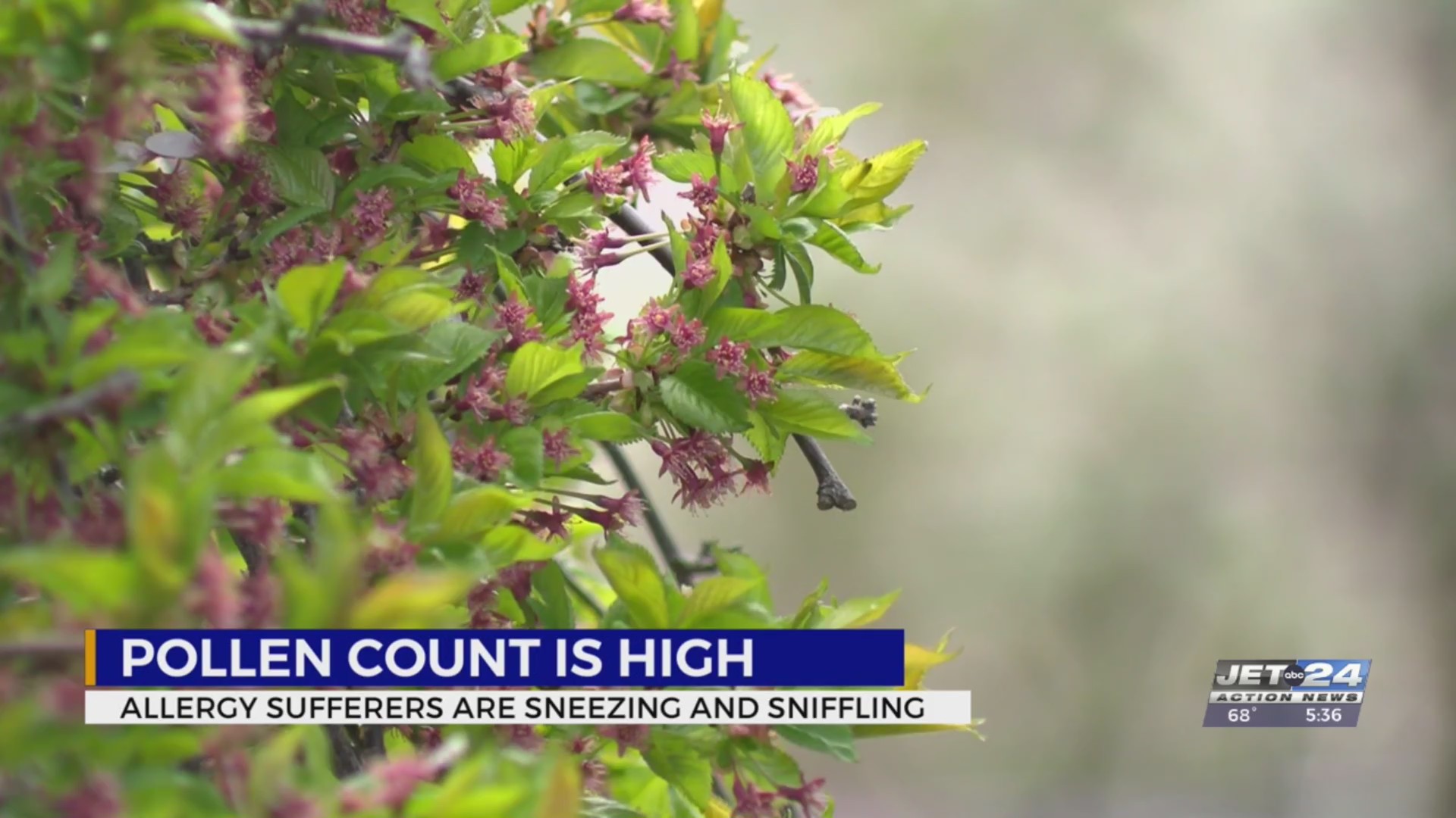 Tips to avoid allergy symptoms amid higher-than-usual pollen count ...