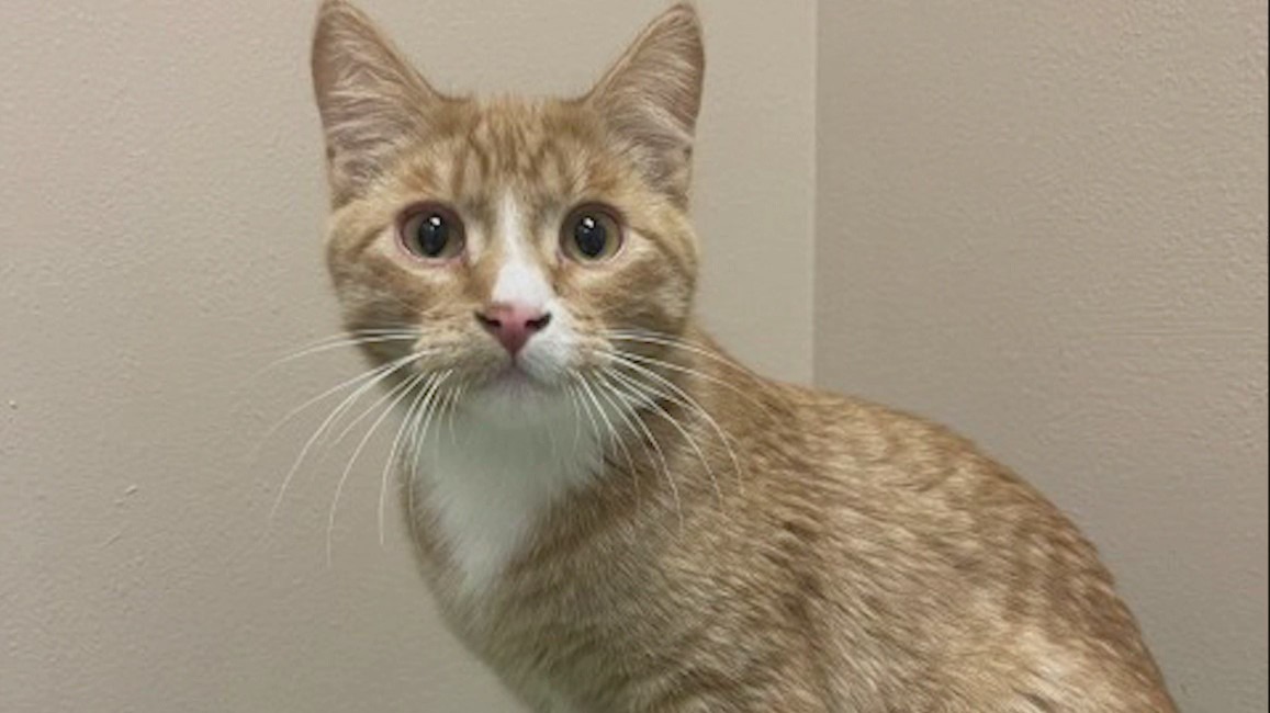 PAWS Chicago van to rescue 18 cats from flood-ravaged Iowa – WGN-TV