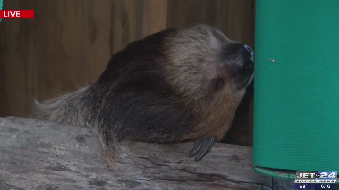 Wild Stuff: Coconut the sloth – WJET/WFXP/YourErie.com