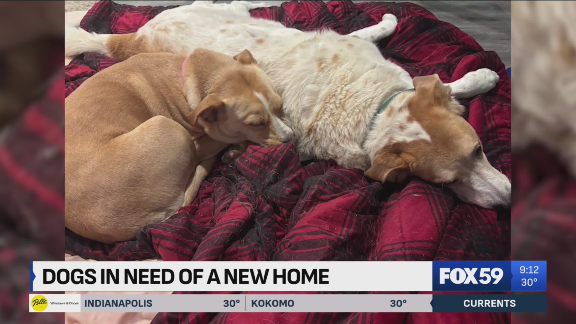 Dogs in need of new home after owner’s death – Fox 59