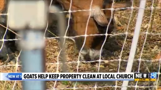 Goats help keep property clean at local church – WOODTV.com