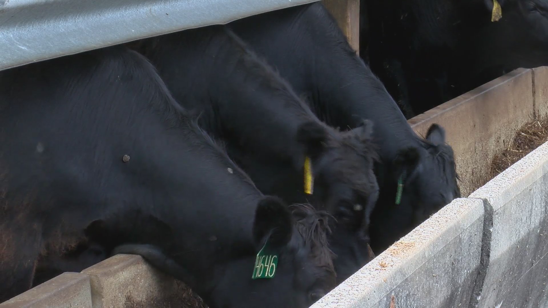 Nearly 700 cows escape Milford farm during storm, search continues ...