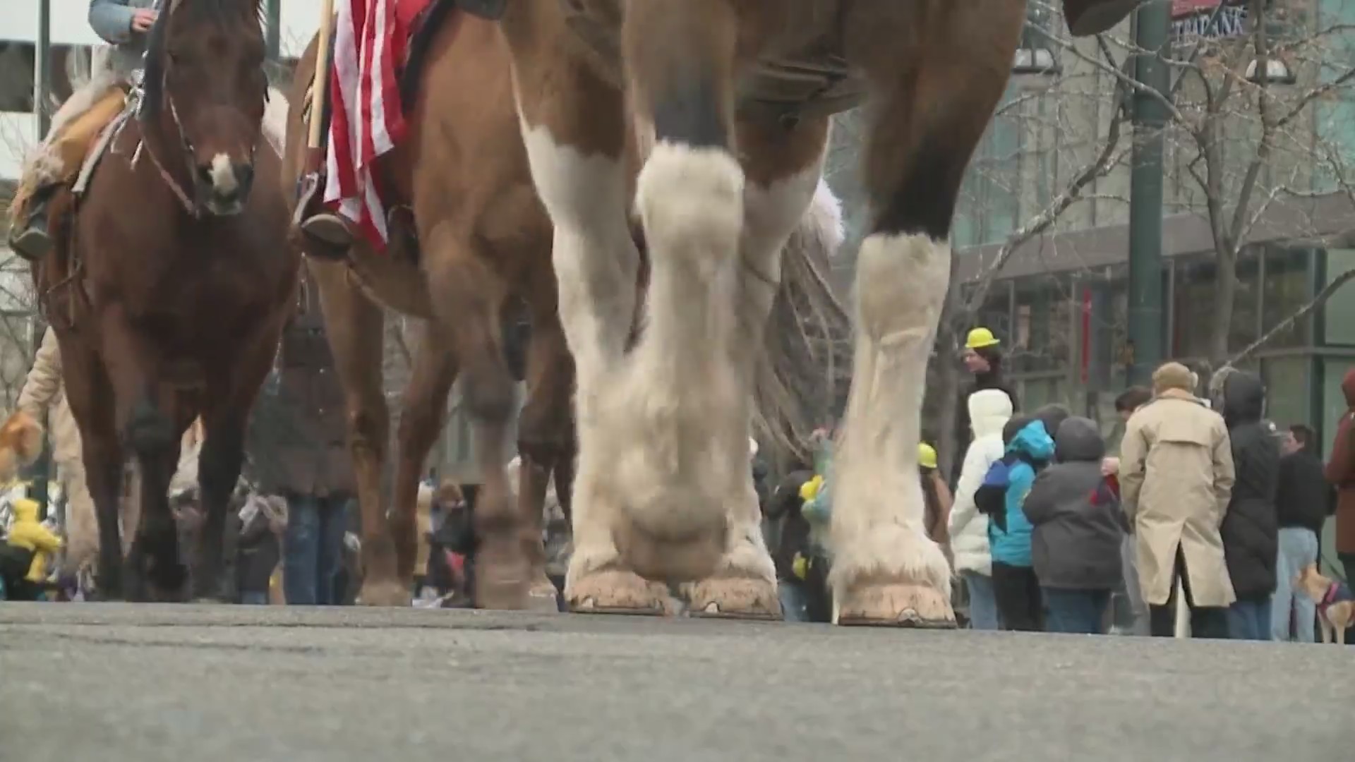 Community attends a freezing Western Stock Show Parade – FOX31 Denver