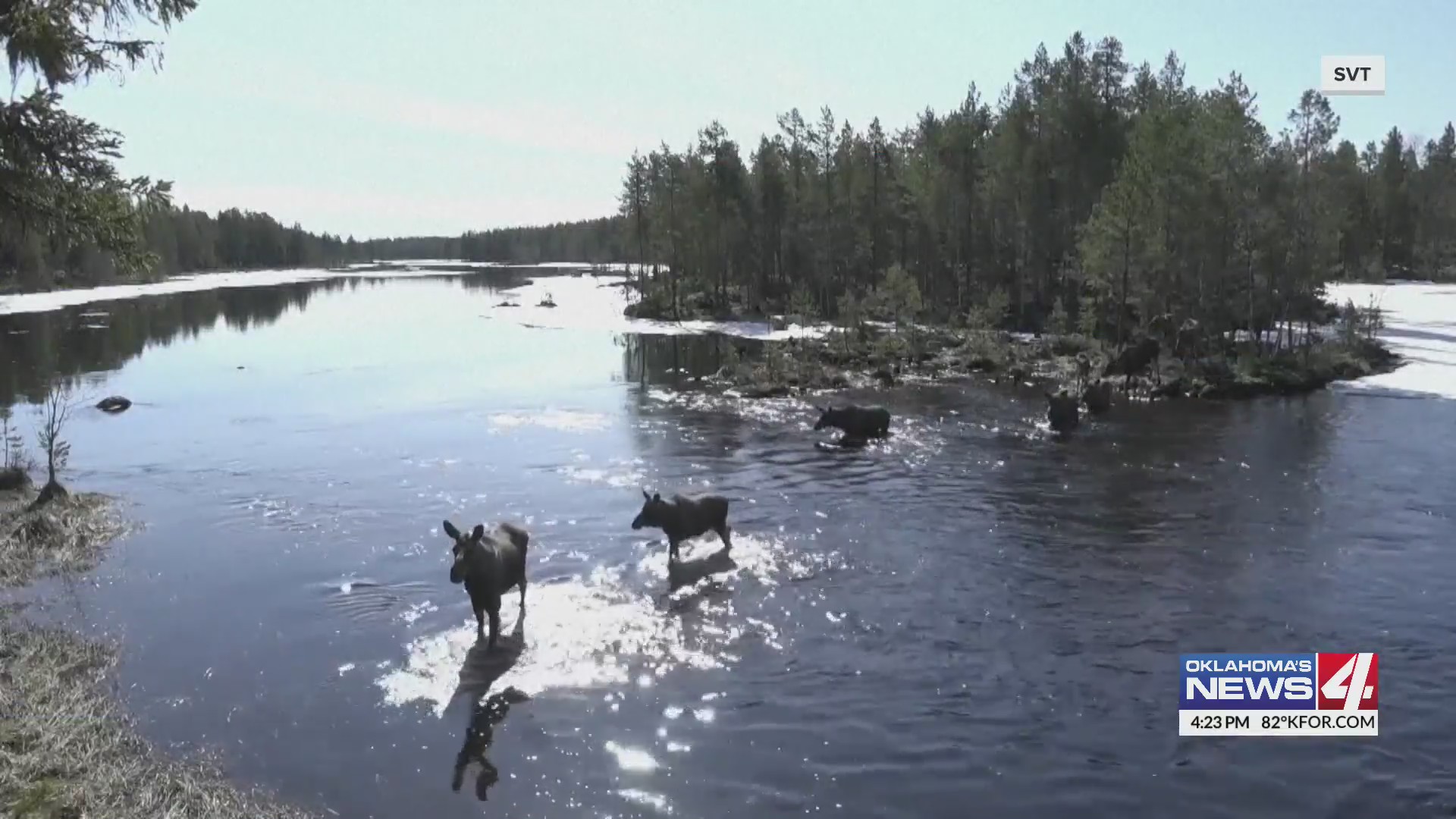 Millions tune in to watch the Swedish moose migration – KFOR.com ...