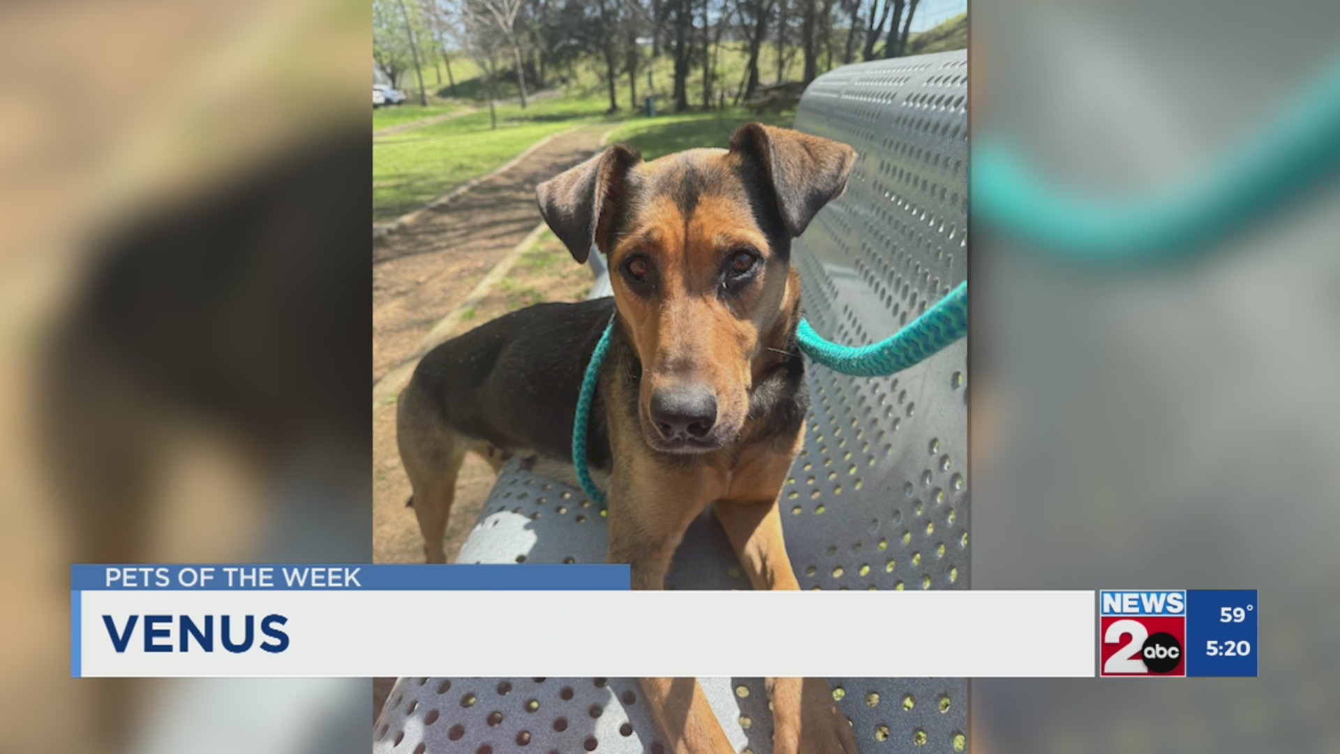 Pets of the Week for April 15, 2025 – WKRN News 2