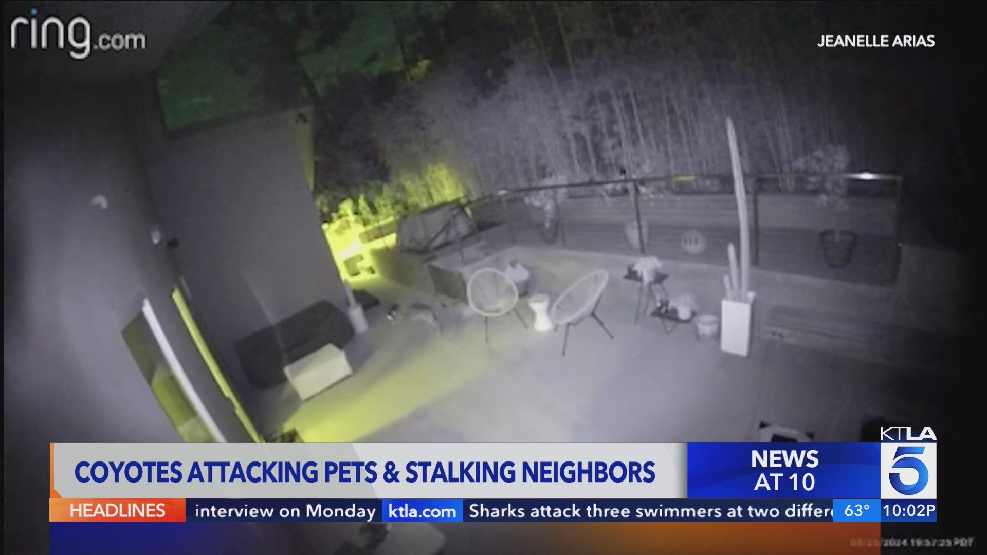 Coyotes attacking pets and stalking neighbors in Mar Vista – KTLA