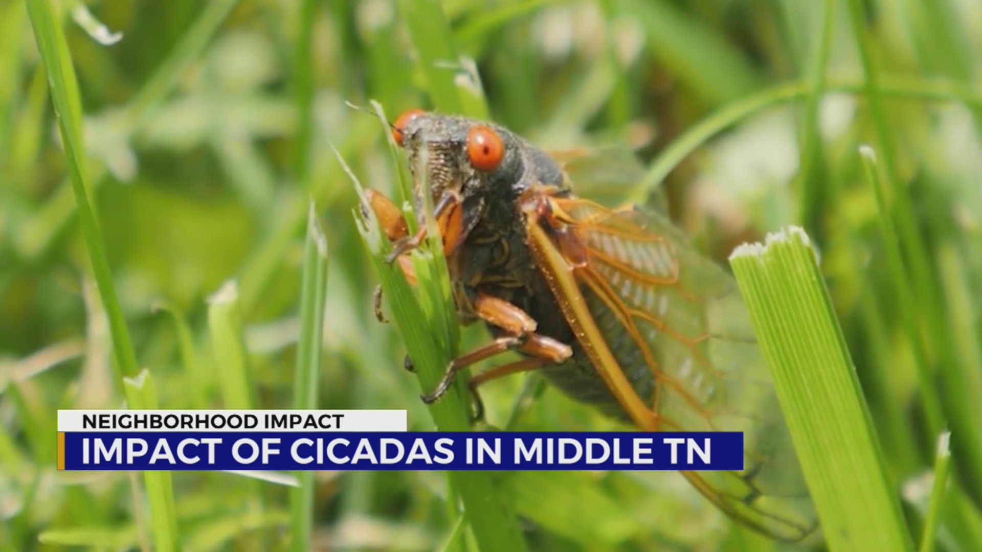 Neighborhood Impact: Cicadas impact in Middle TN – WKRN News 2