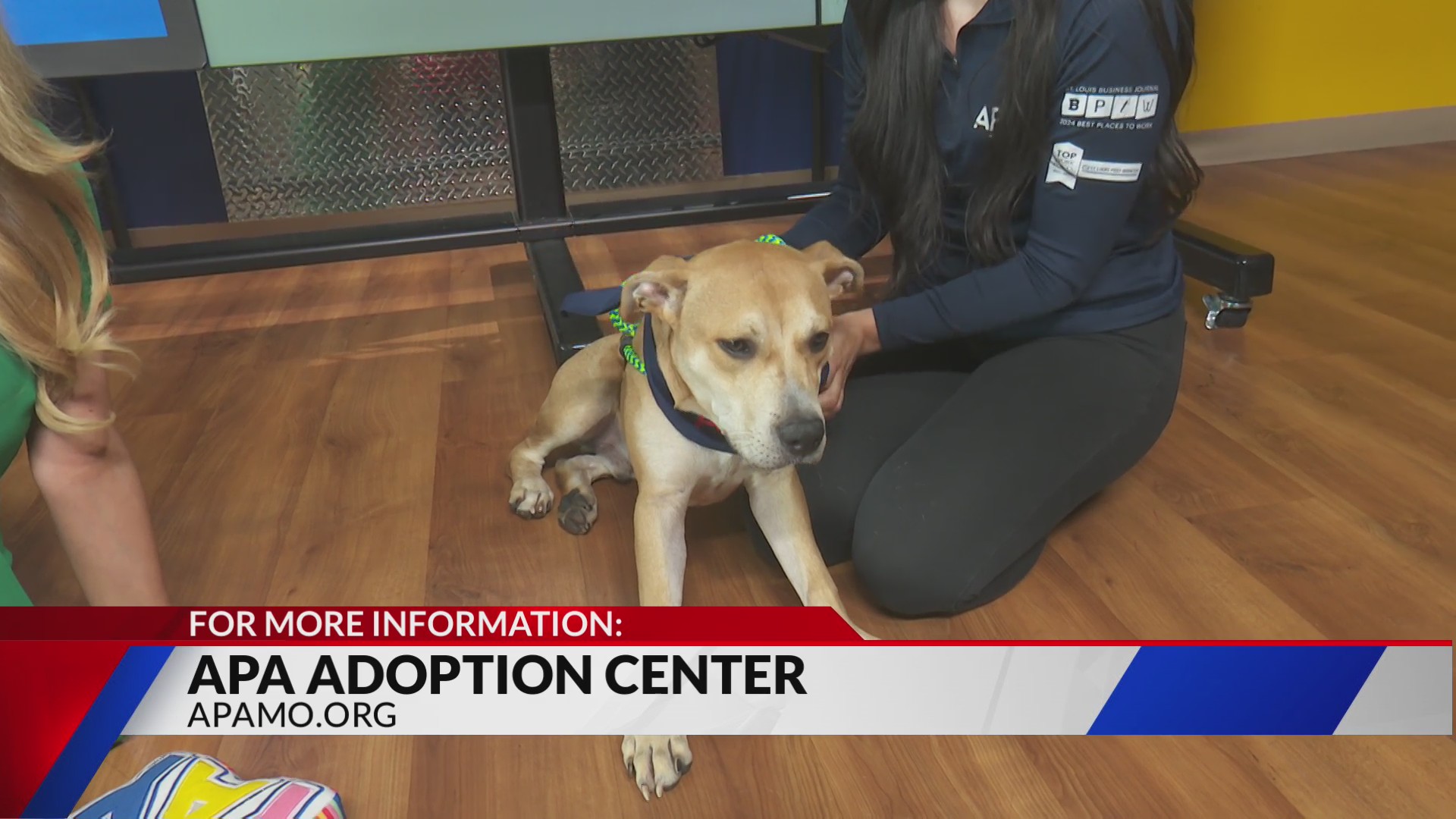 Adopt Roscoe the Dog – FOX 2