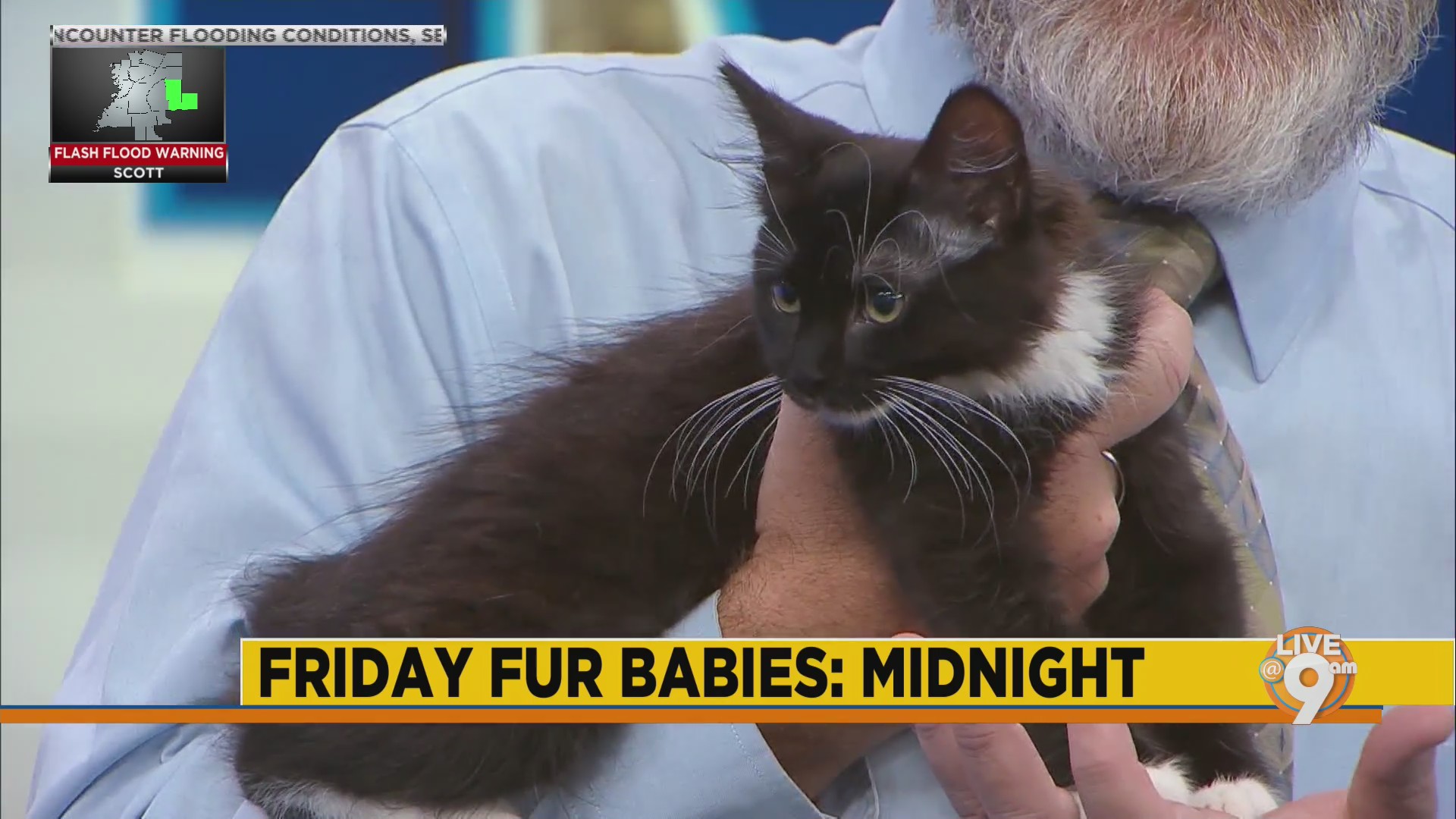 Friday Fur Babies: Meet Midnight – WJTV