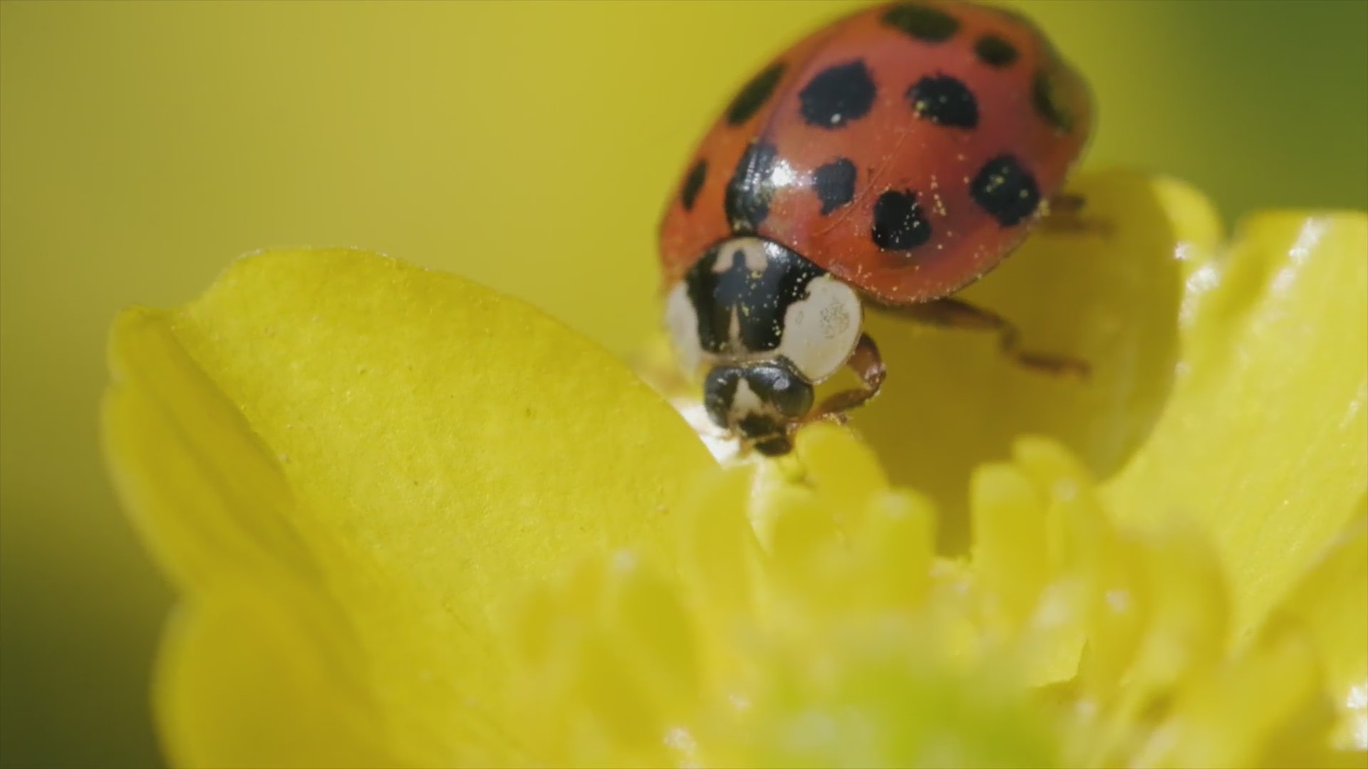 Plant Daddy: What to know about Asian Lady Beetles (they’re not ...