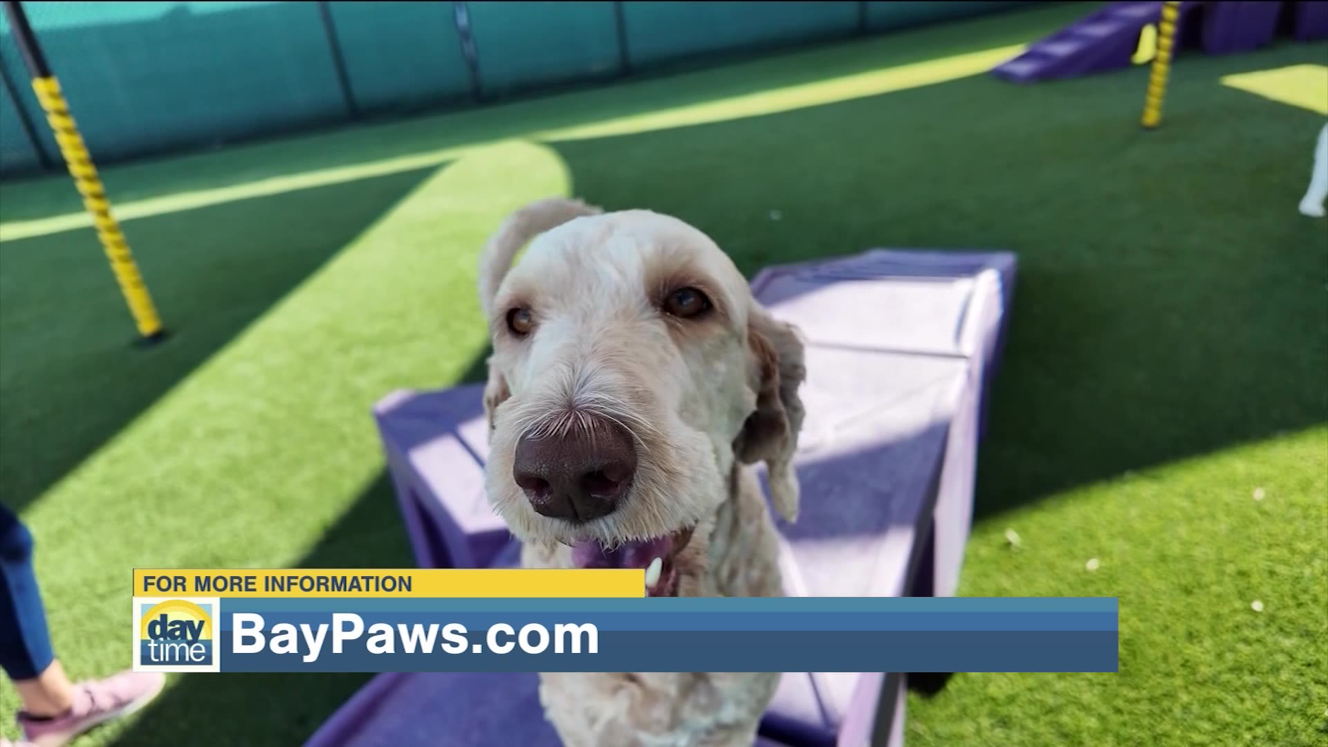 Bay Paws Trinity-The gold standard in pet care | Daytime – WFLA