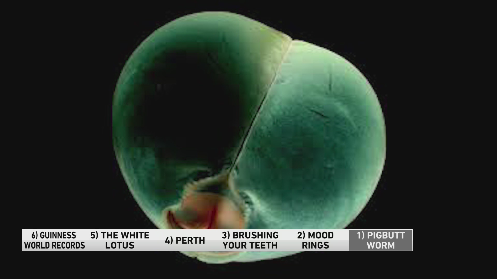 Learning more about the pigbutt worm – WGN-TV