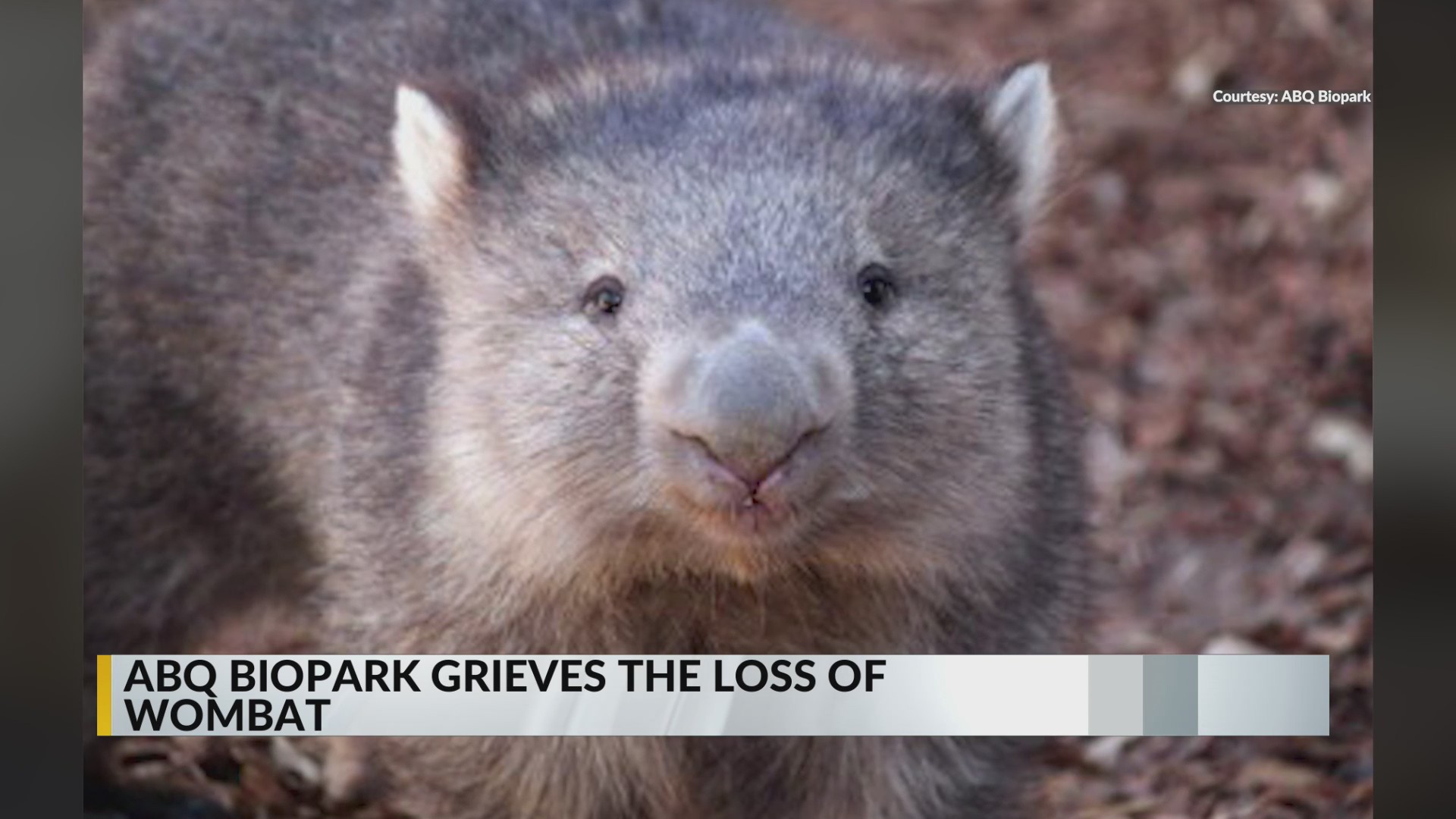 ABQ BioPark mourns unrelated deaths of orangutan, wombat – KRQE NEWS 13 ...