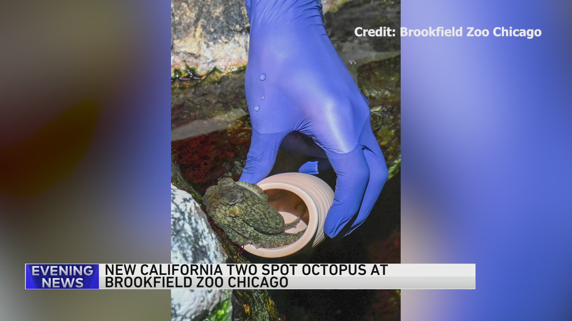 Brookfield Zoo Chicago welcomes California 2 Spot-Octopus, 4 hatchlings ...