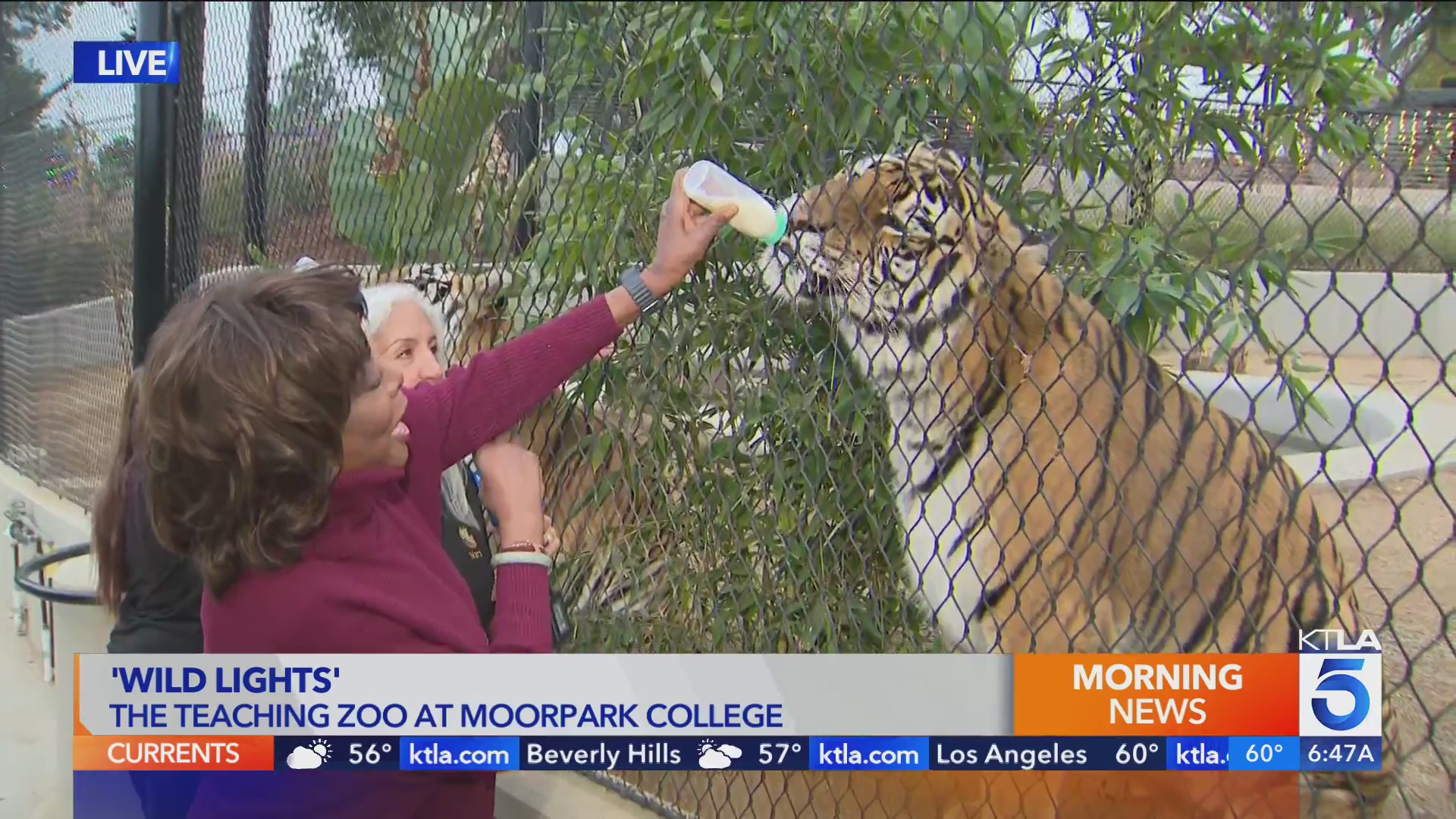 Wild Lights at the Moorpark Teaching Zoo – KTLA