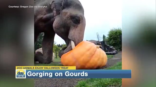 Gorging on Gourds | Daytime – WFLA