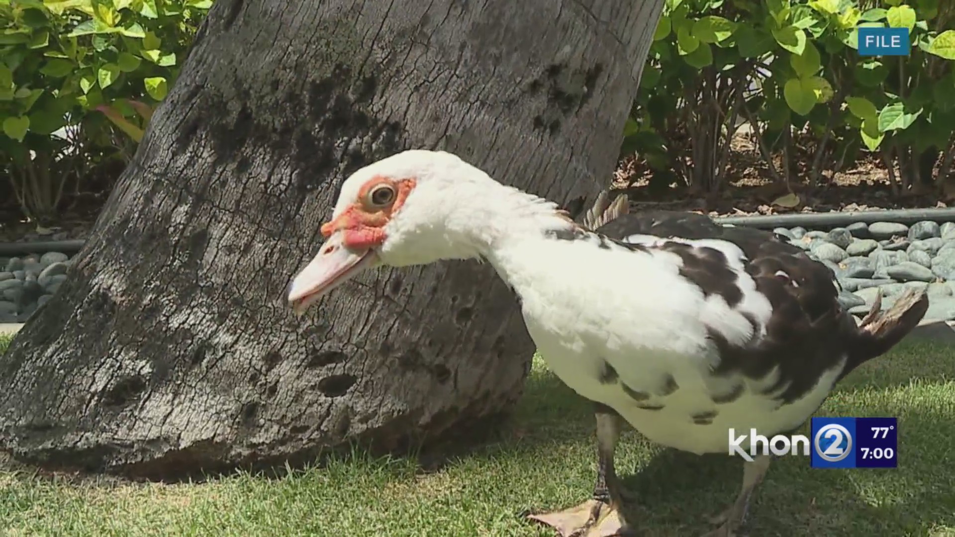State health department confirms avian flu in North Shore wild duck – KHON2