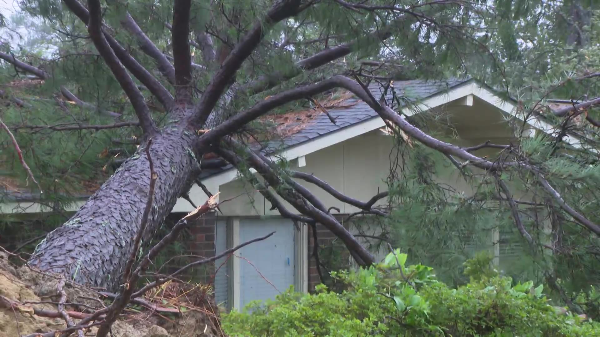 Helene Aftermath in Martinez | Three trees down on family’s home – WJBF