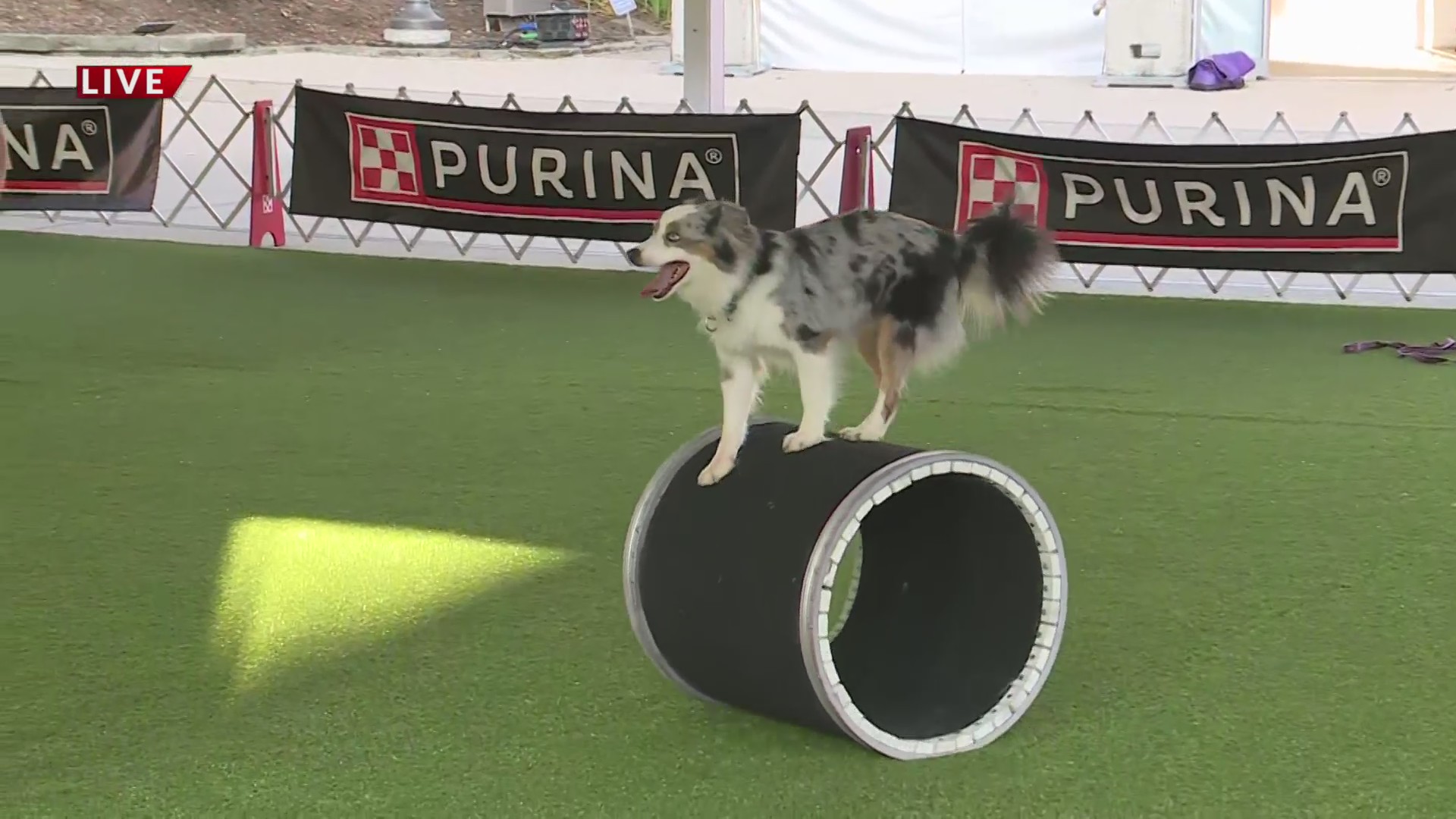 Tim’s Travels: Purina Incredible Dog Team – FOX 2